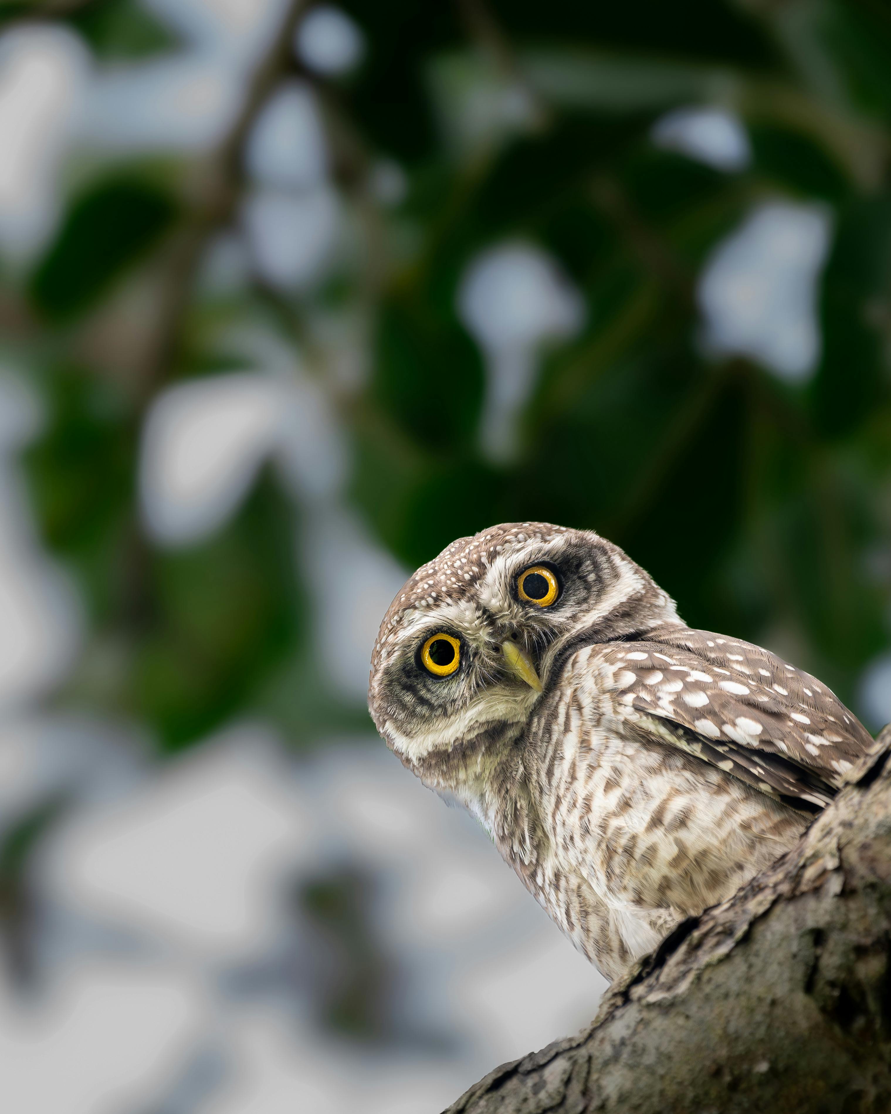 Owl Train Photos, Download The BEST Free Owl Train Stock Photos & HD Images