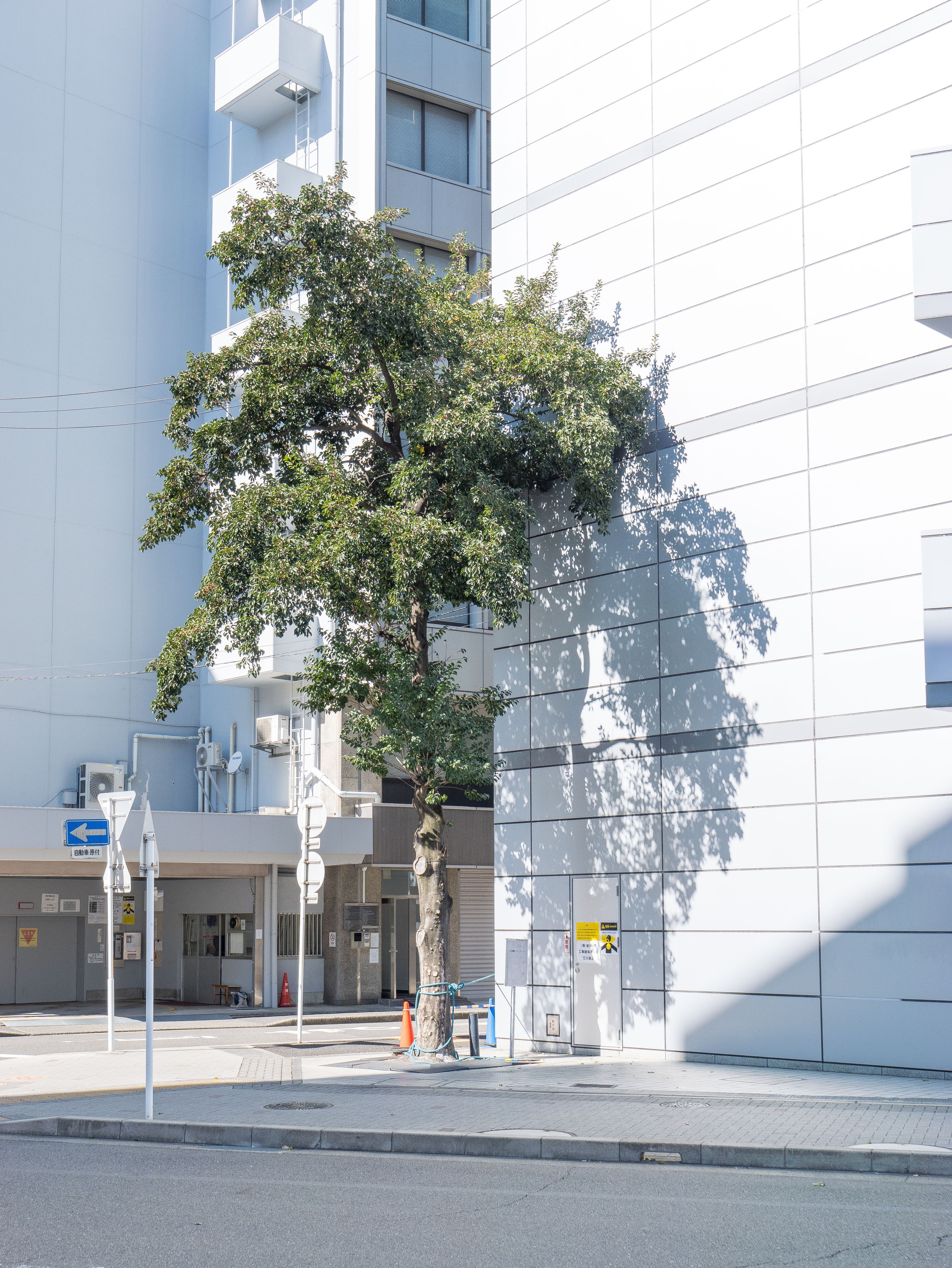 View of a Green Tree near Modern Buildings in City · Free Stock Photo