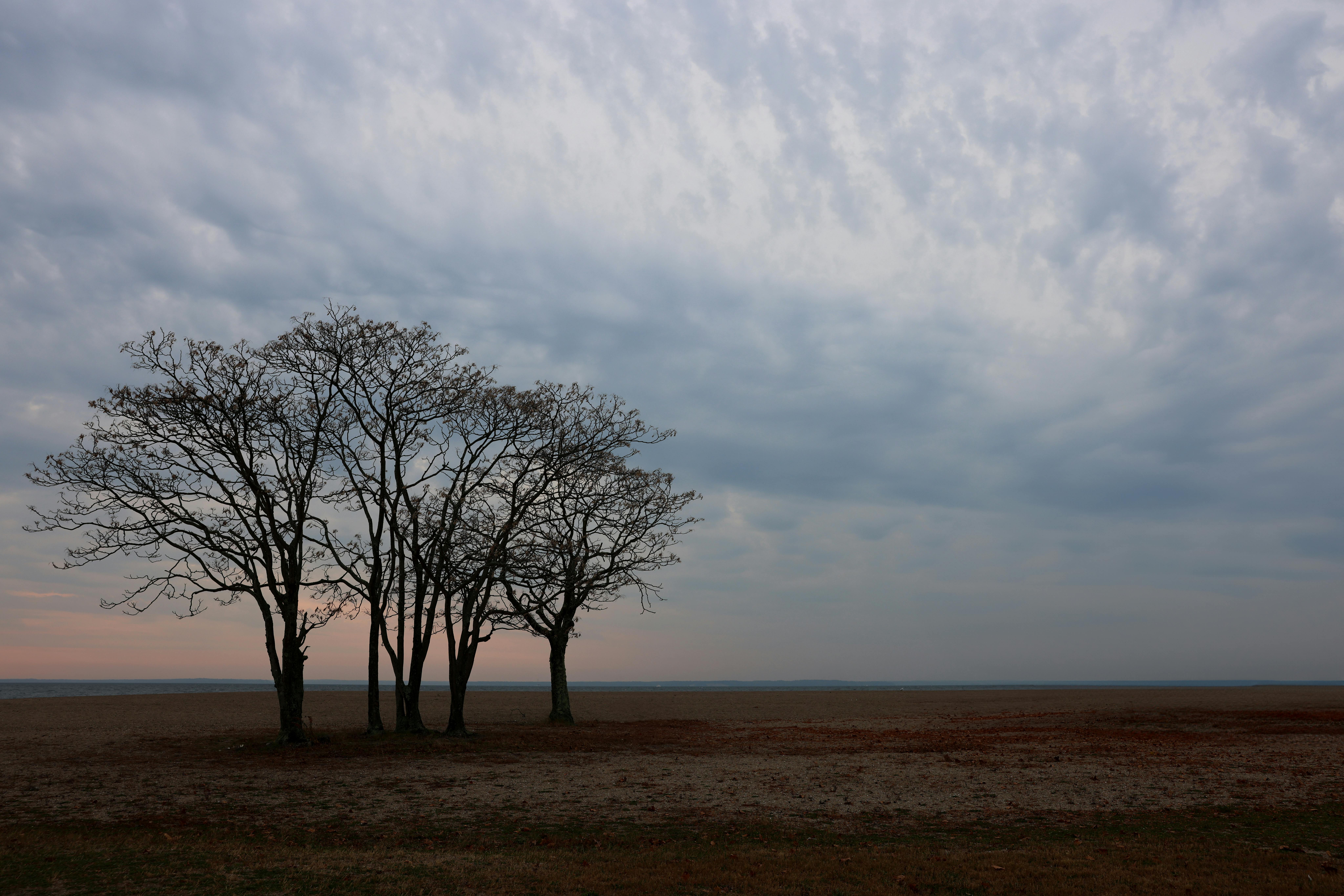 Leafless trees on meadow under light sky in countryside · Free Stock Photo