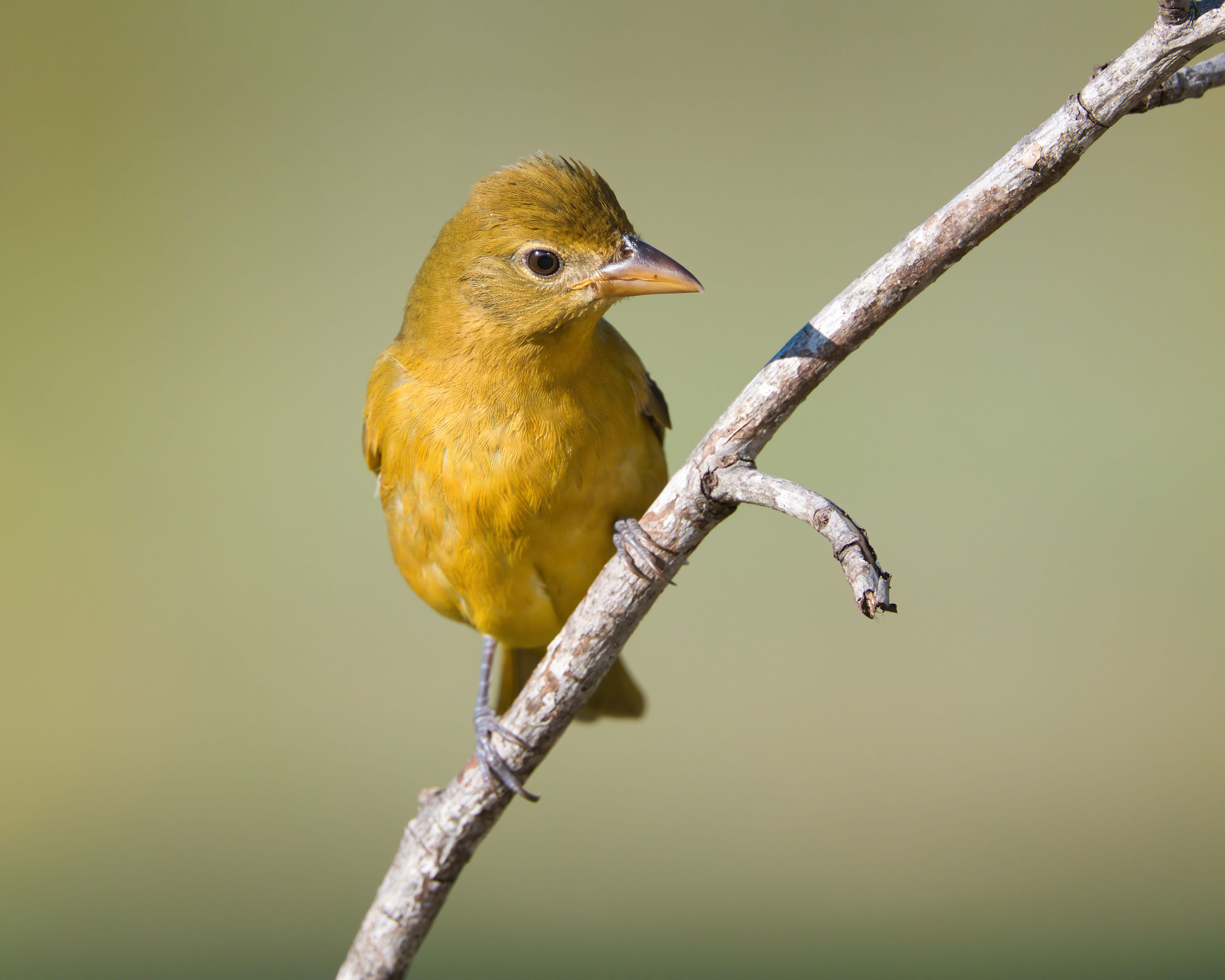 Xenops Bird Photos, Download The BEST Free Xenops Bird Stock Photos ...