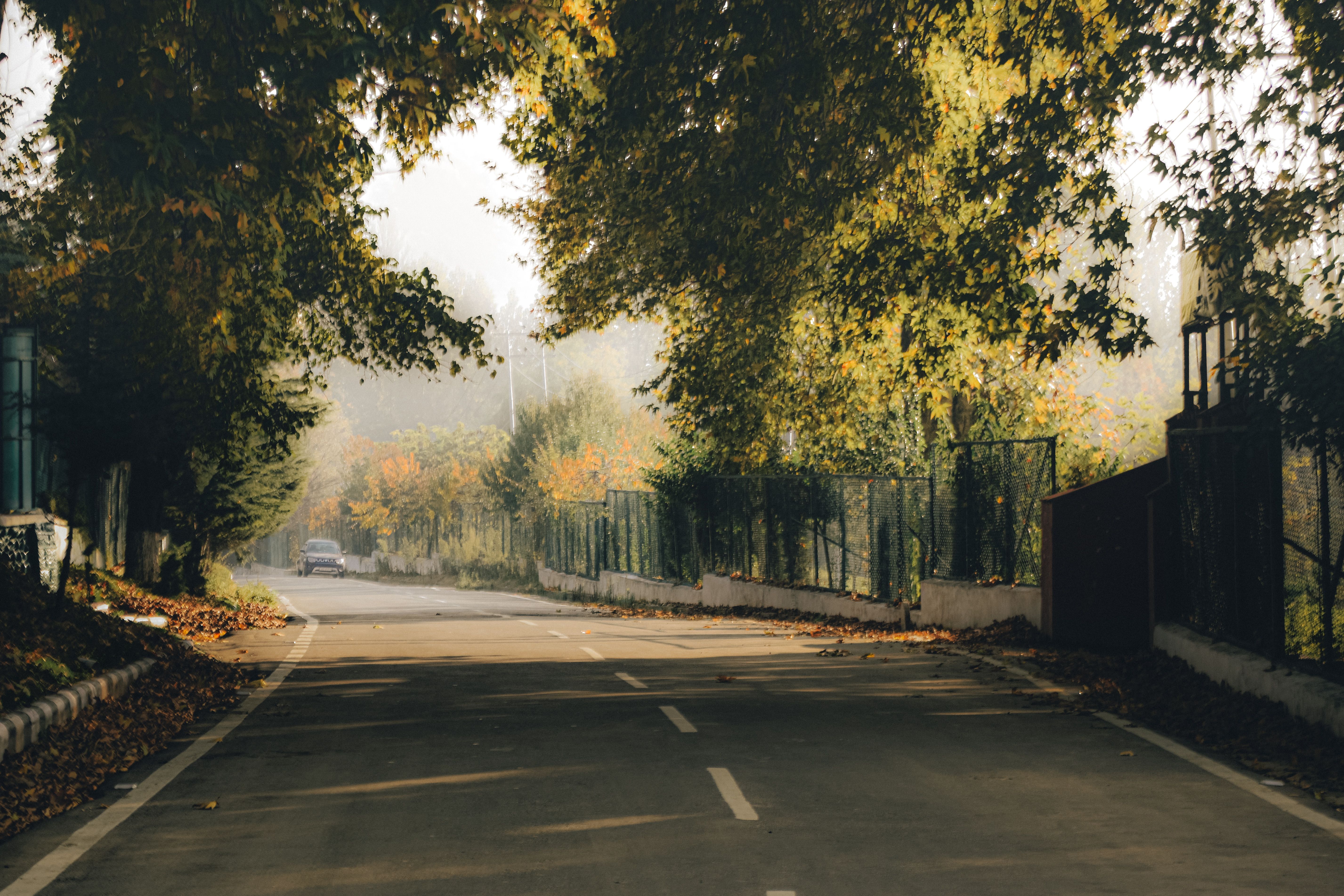 A road with trees and leaves on it · Free Stock Photo