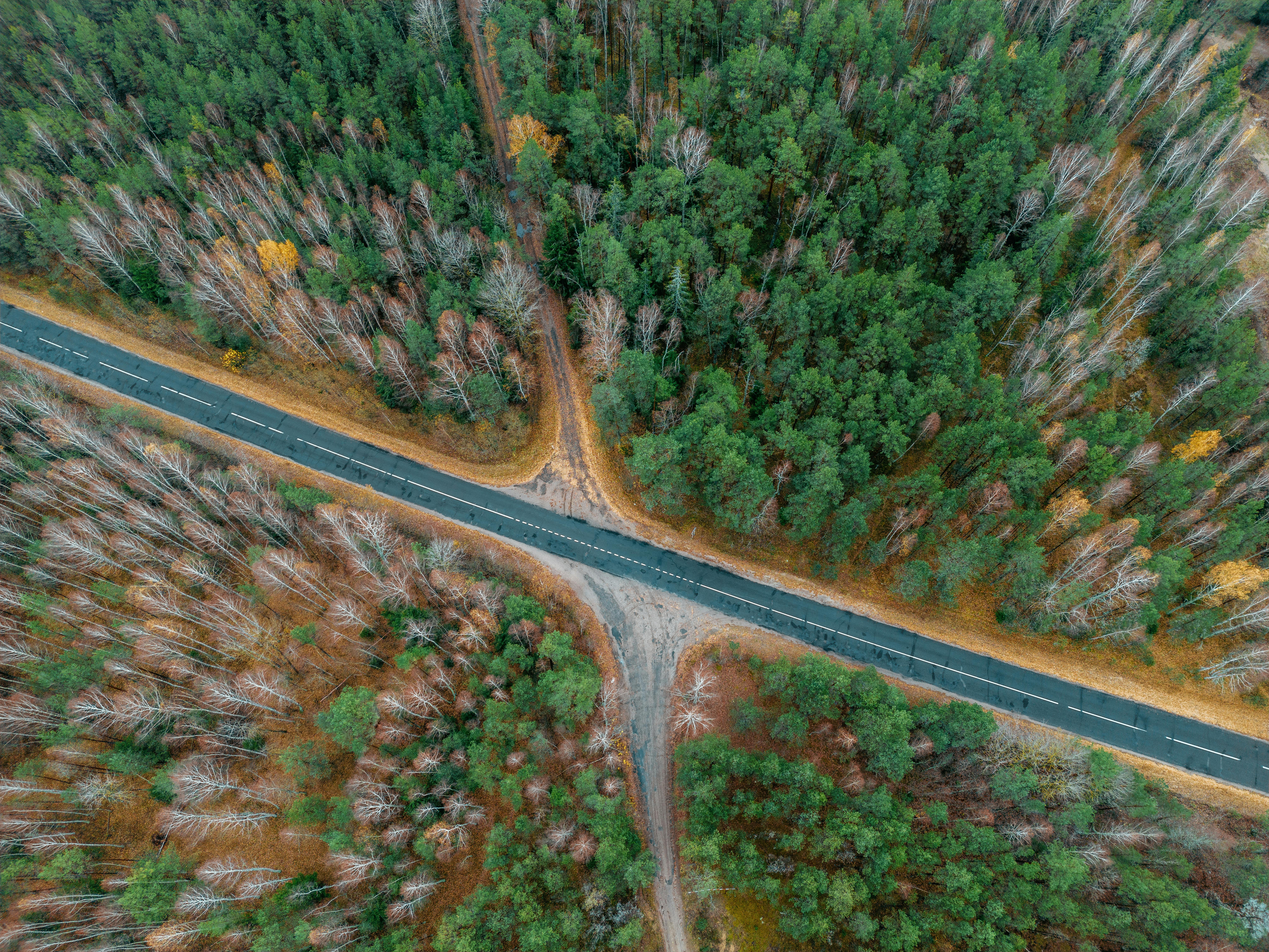 Road Intersection in Forest · Free Stock Photo