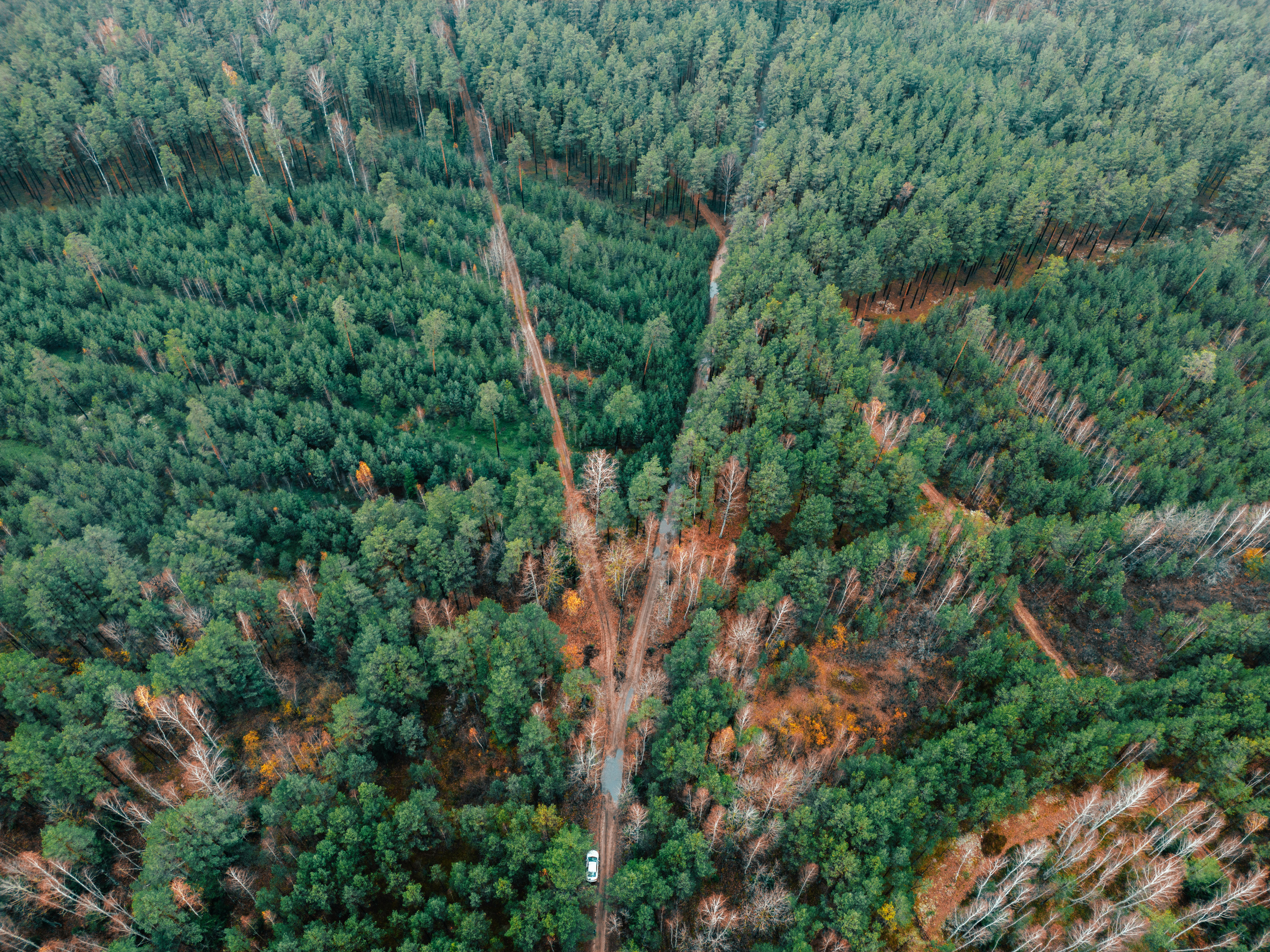 Aerial View of a Conifer Forest · Free Stock Photo
