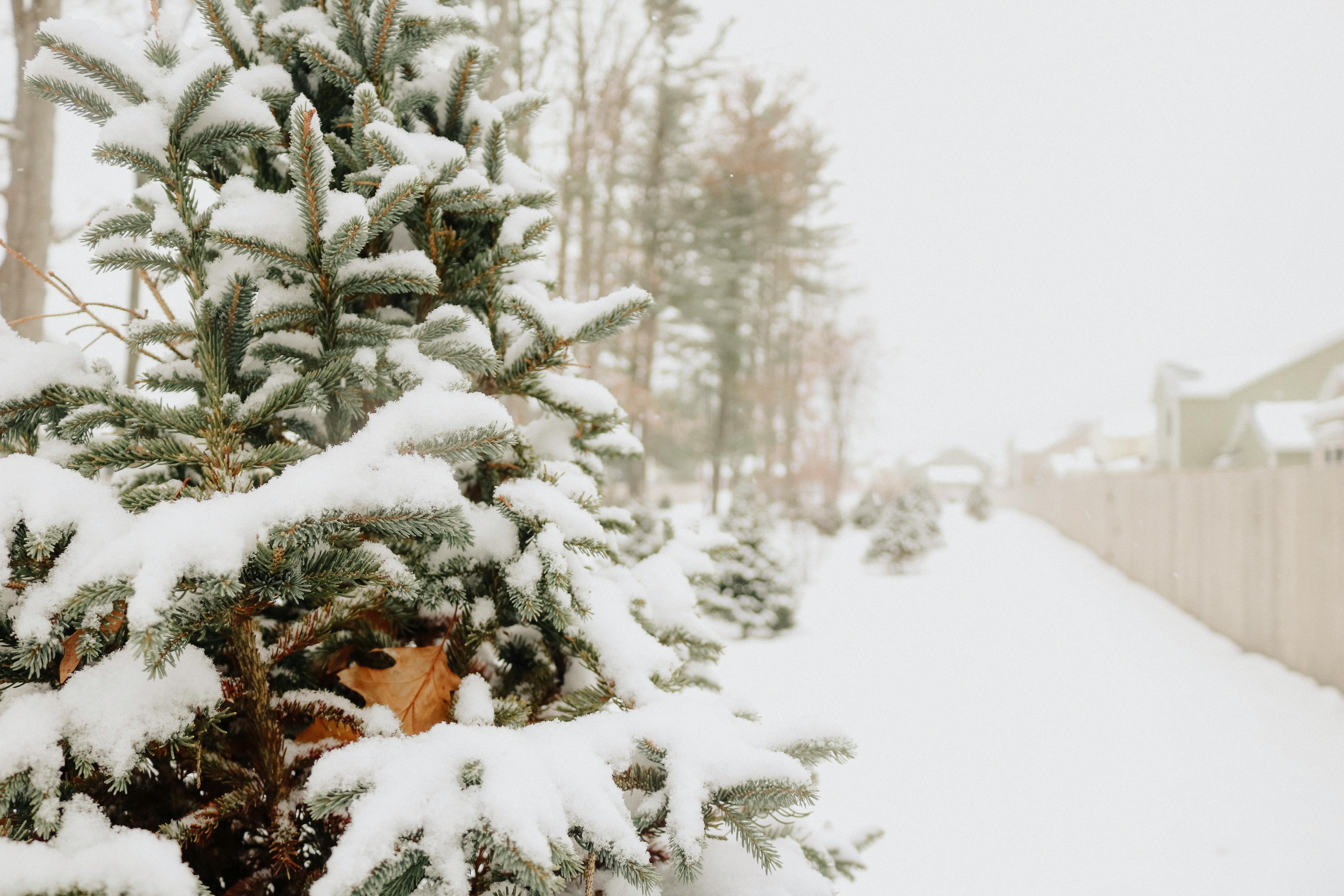 Snowy Backyard Photos, Download The BEST Free Snowy Backyard Stock ...