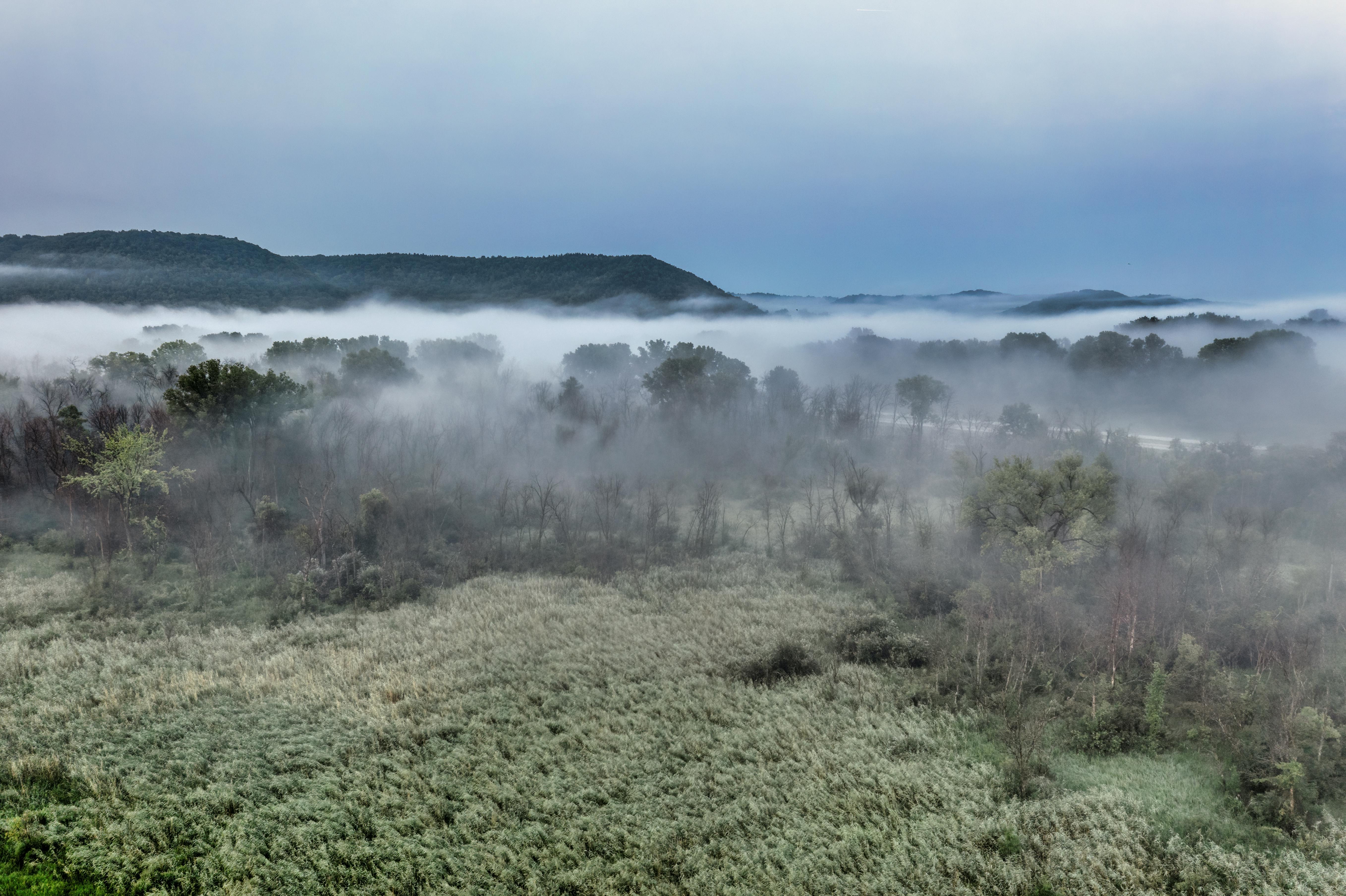 Aerial View of Fog over the Trees · Free Stock Photo