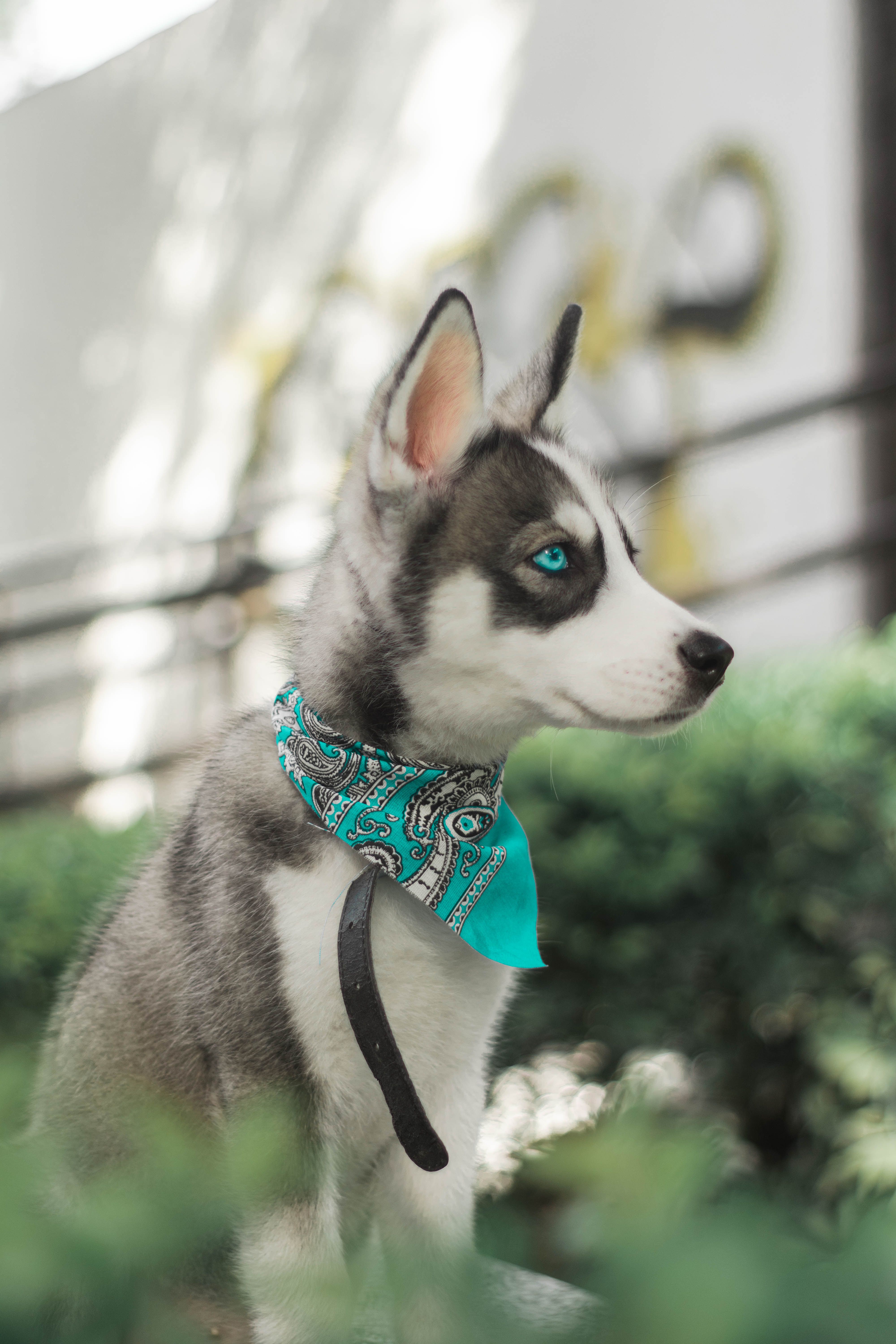 Close-up of a Dog with Blue Scarf on its Neck · Free Stock Photo