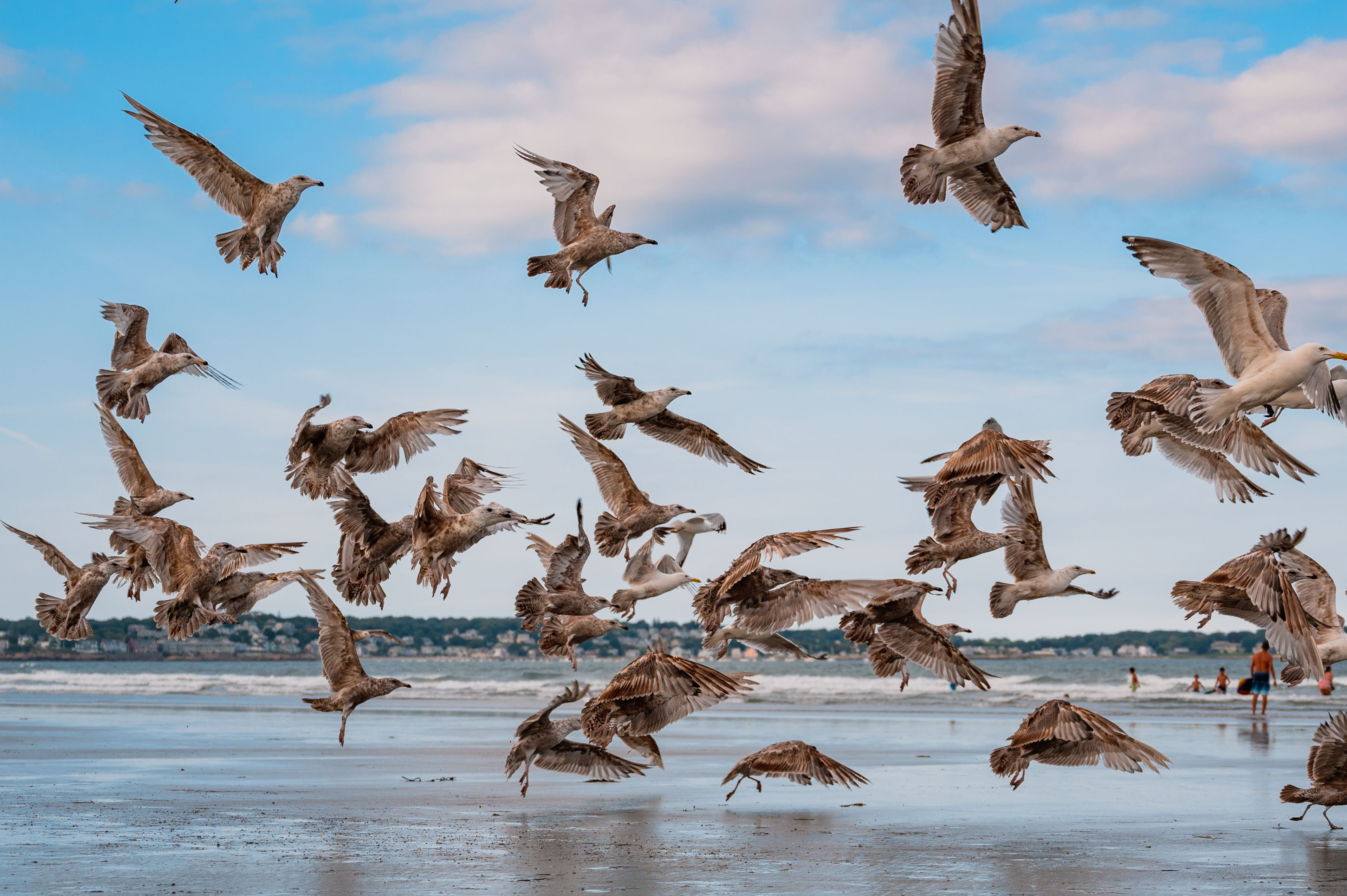 Photo of Birds Flying On Seaeshore · Free Stock Photo