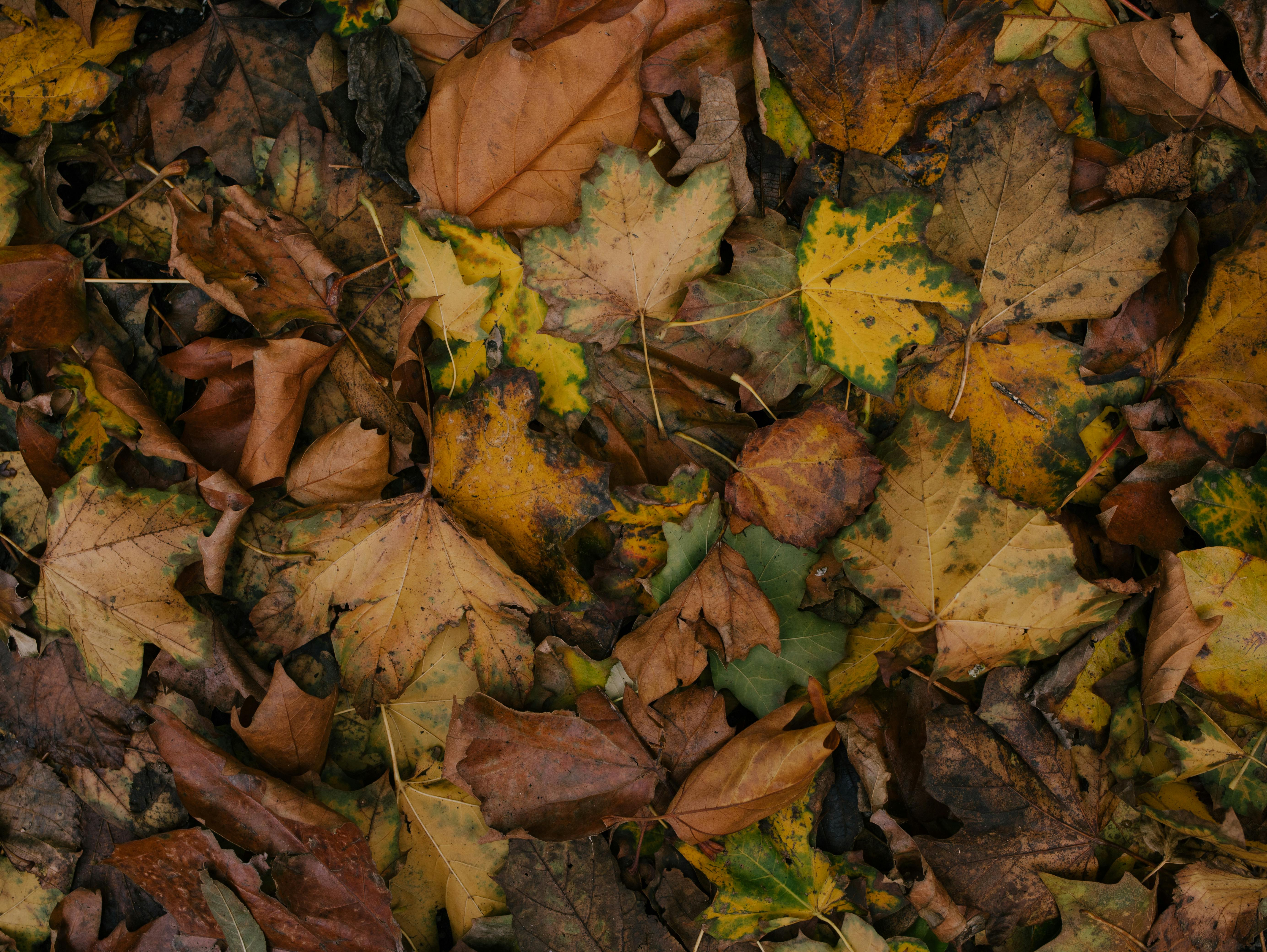 Autumn Leaves on Ground · Free Stock Photo