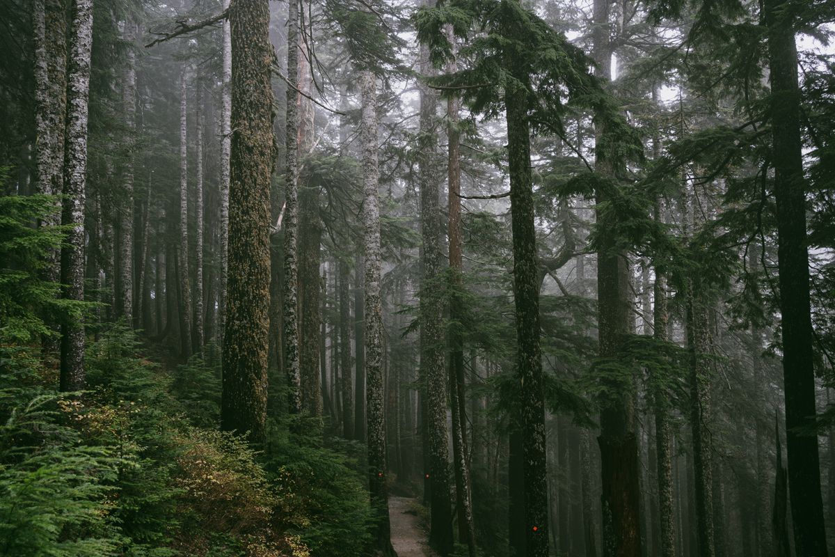 Fog Forest Photos, Download The BEST Free Fog Forest Stock Photos & HD ...
