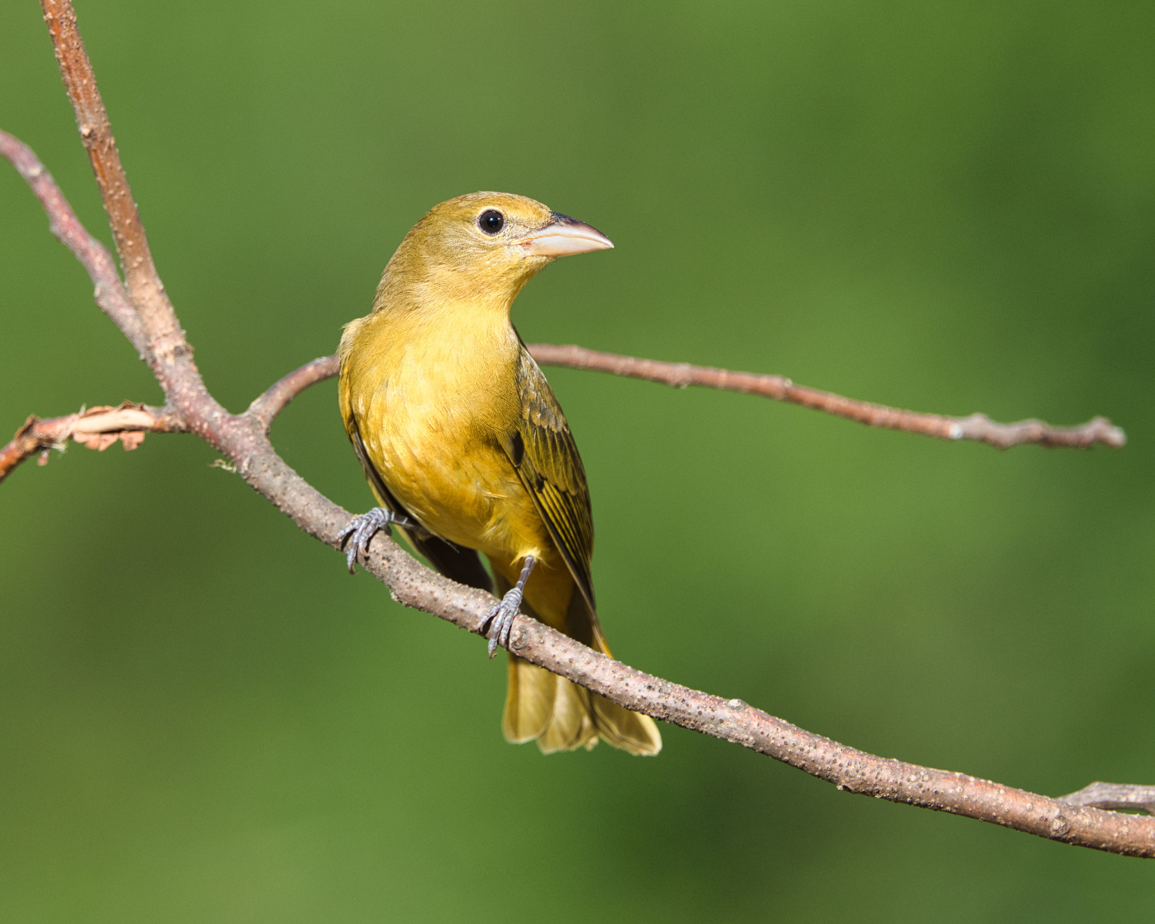 Close-up of Summer Tanager Sitting on a Branch · Free Stock Photo