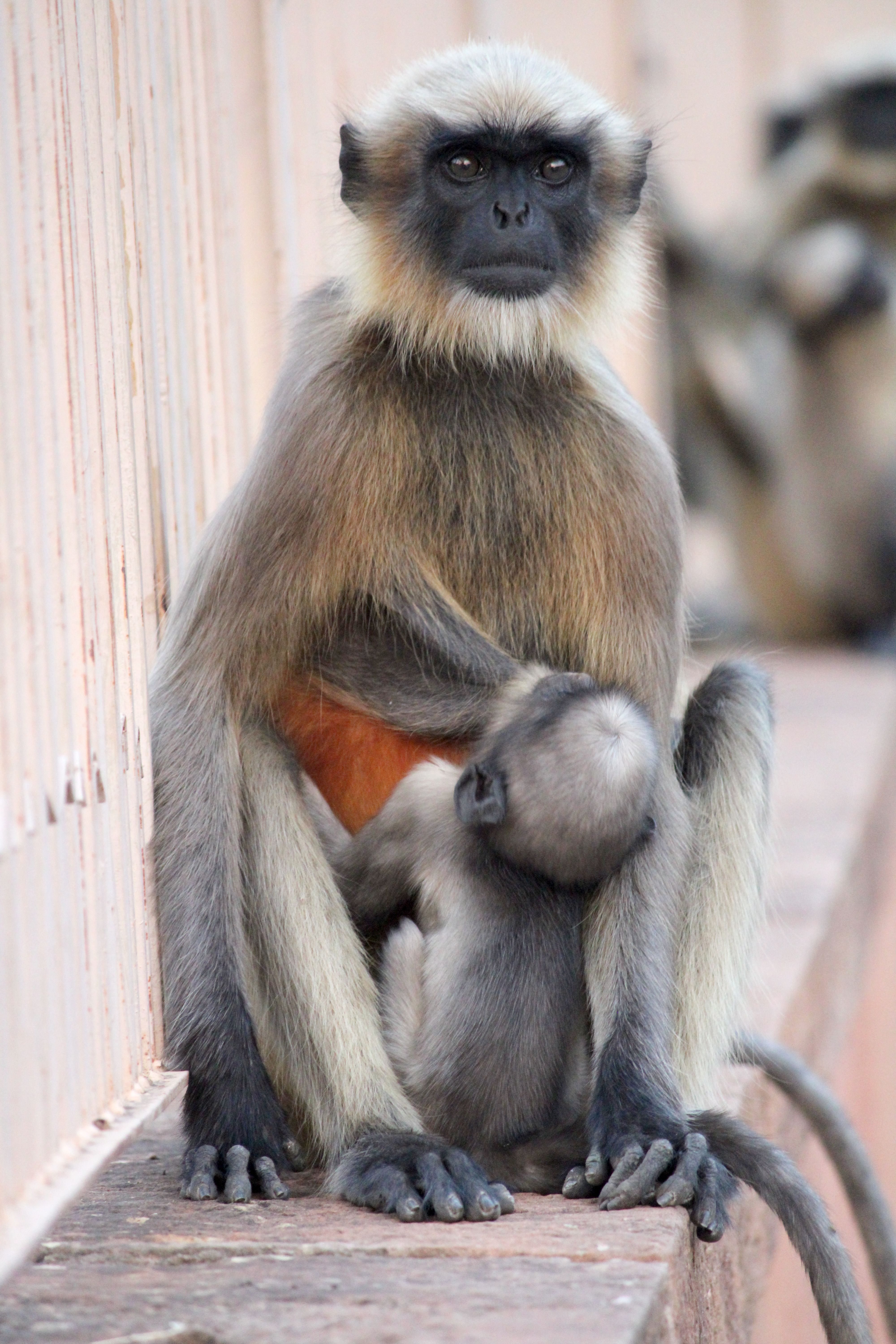 A monkey with its baby sitting on its back · Free Stock Photo