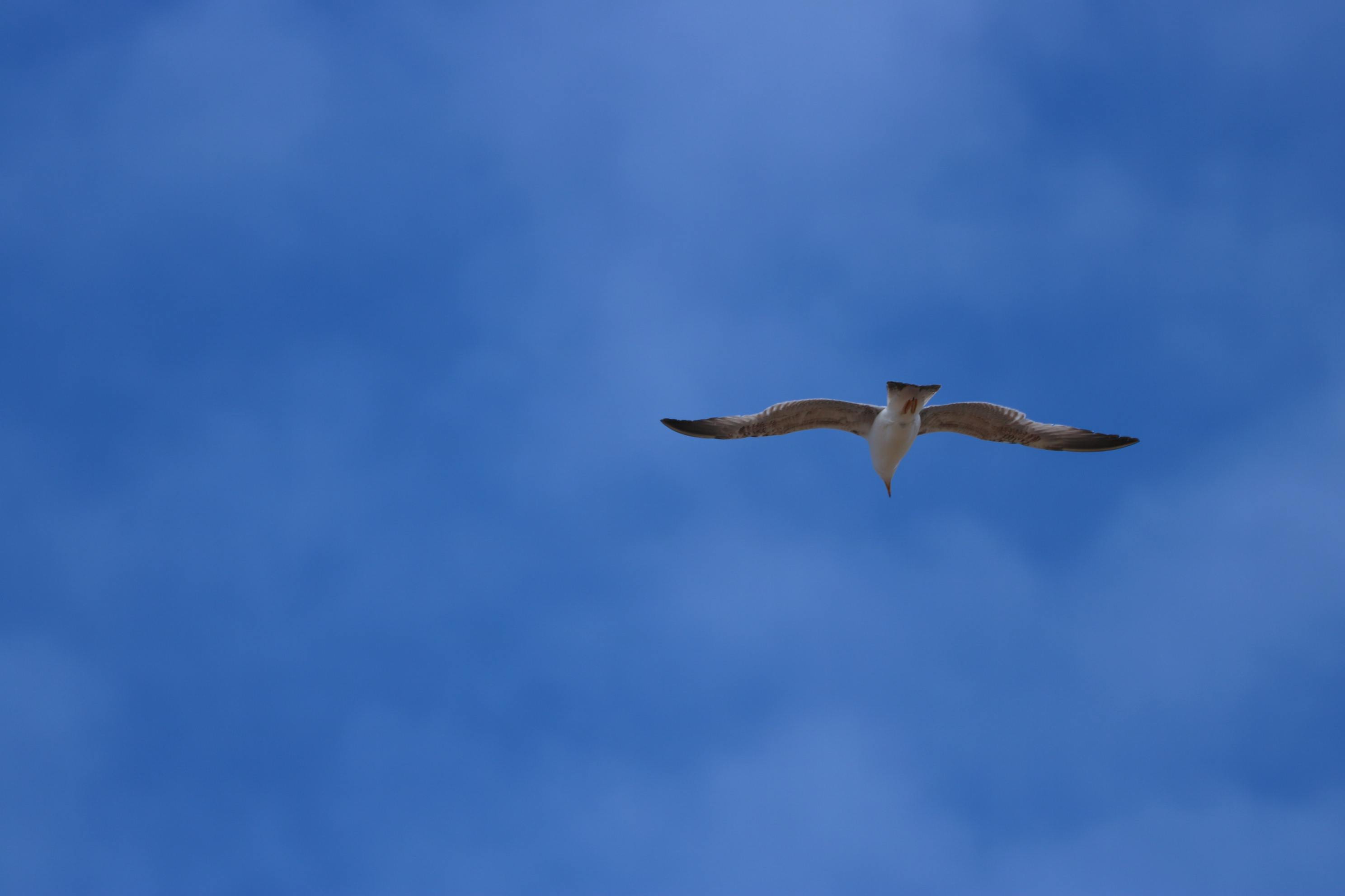 Cassandra Borg Muscat - 写真