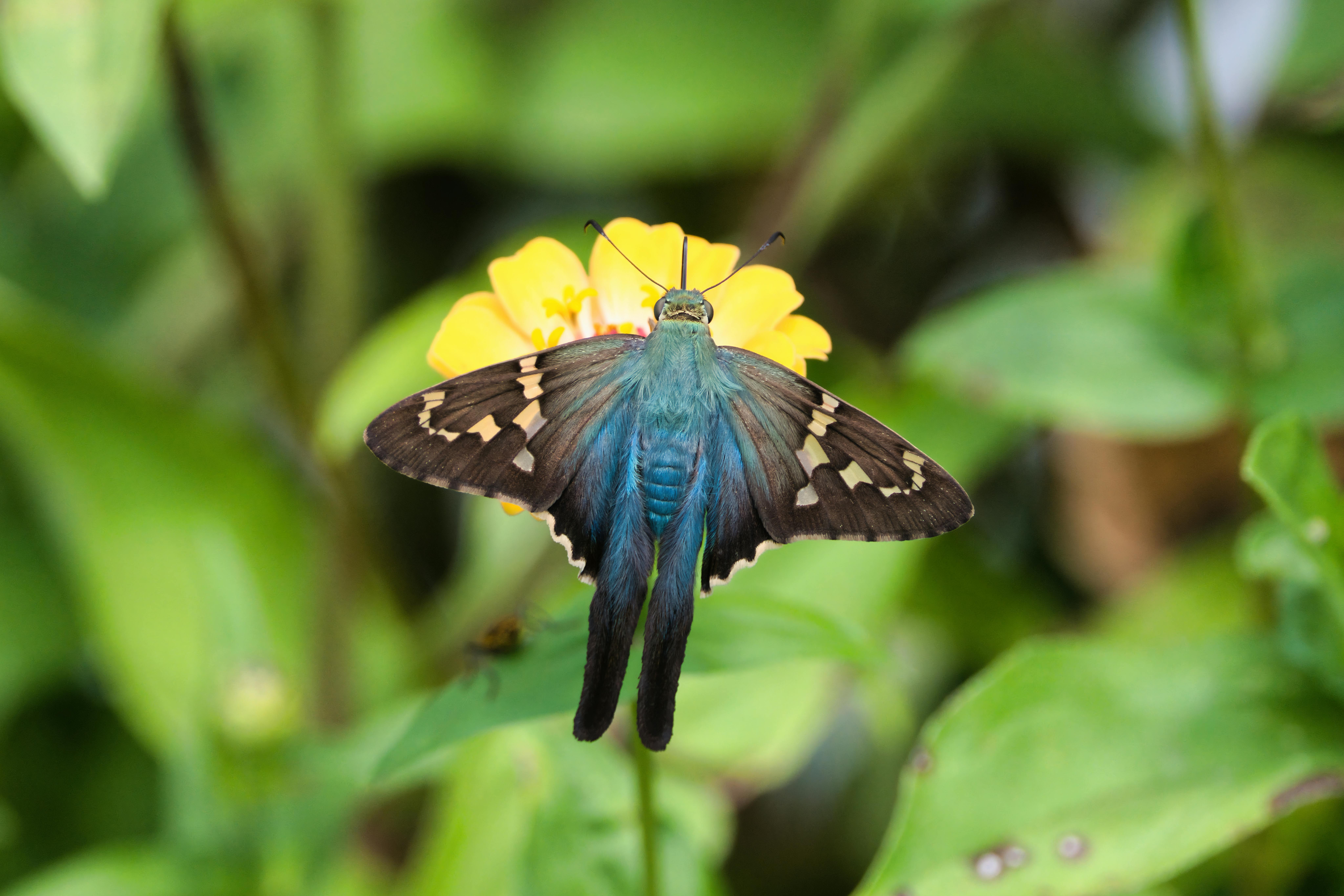 Close-up of a Long-tailed Skipper Butterfly · Free Stock Photo