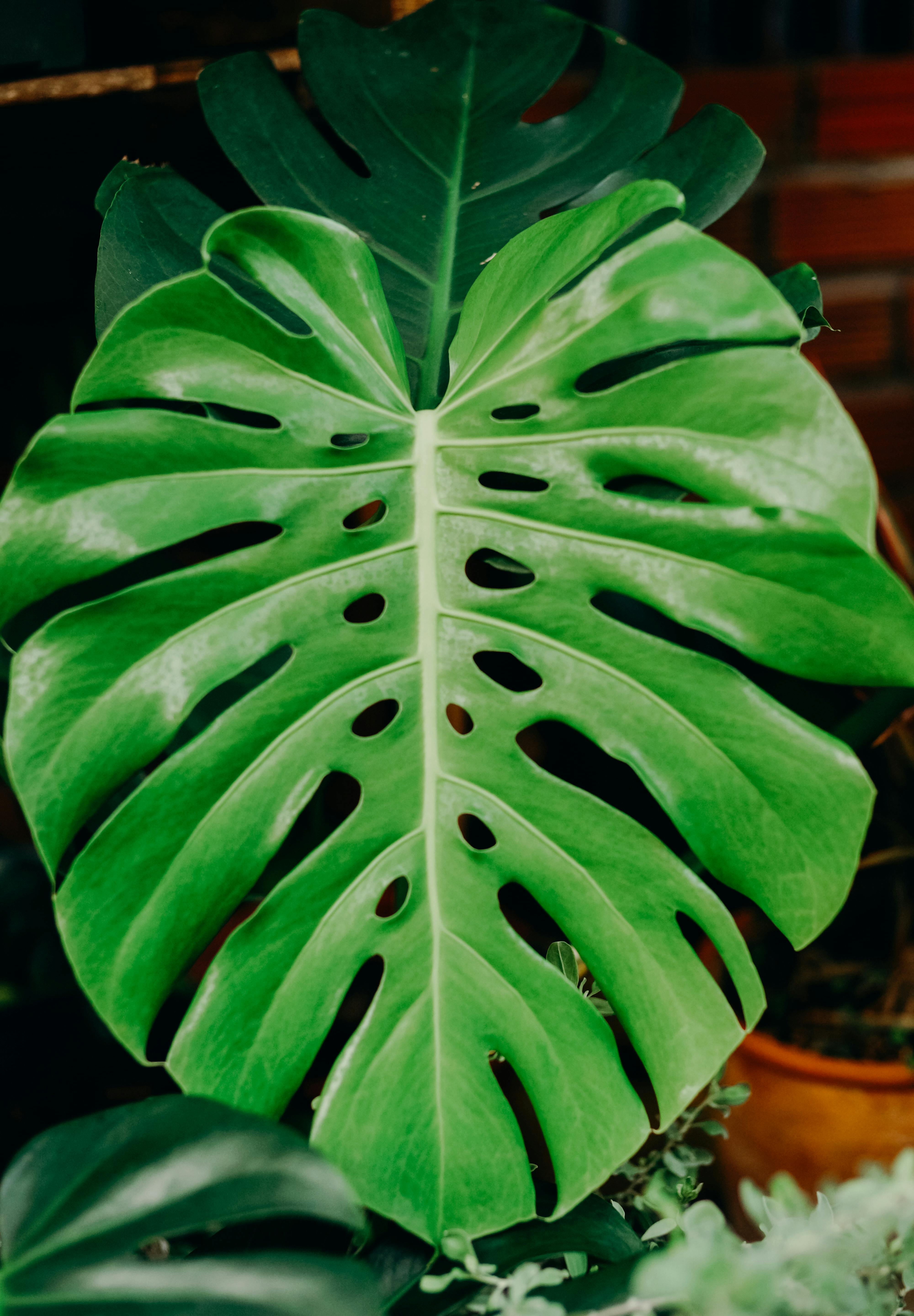 Close up of Monstera Leaf · Free Stock Photo