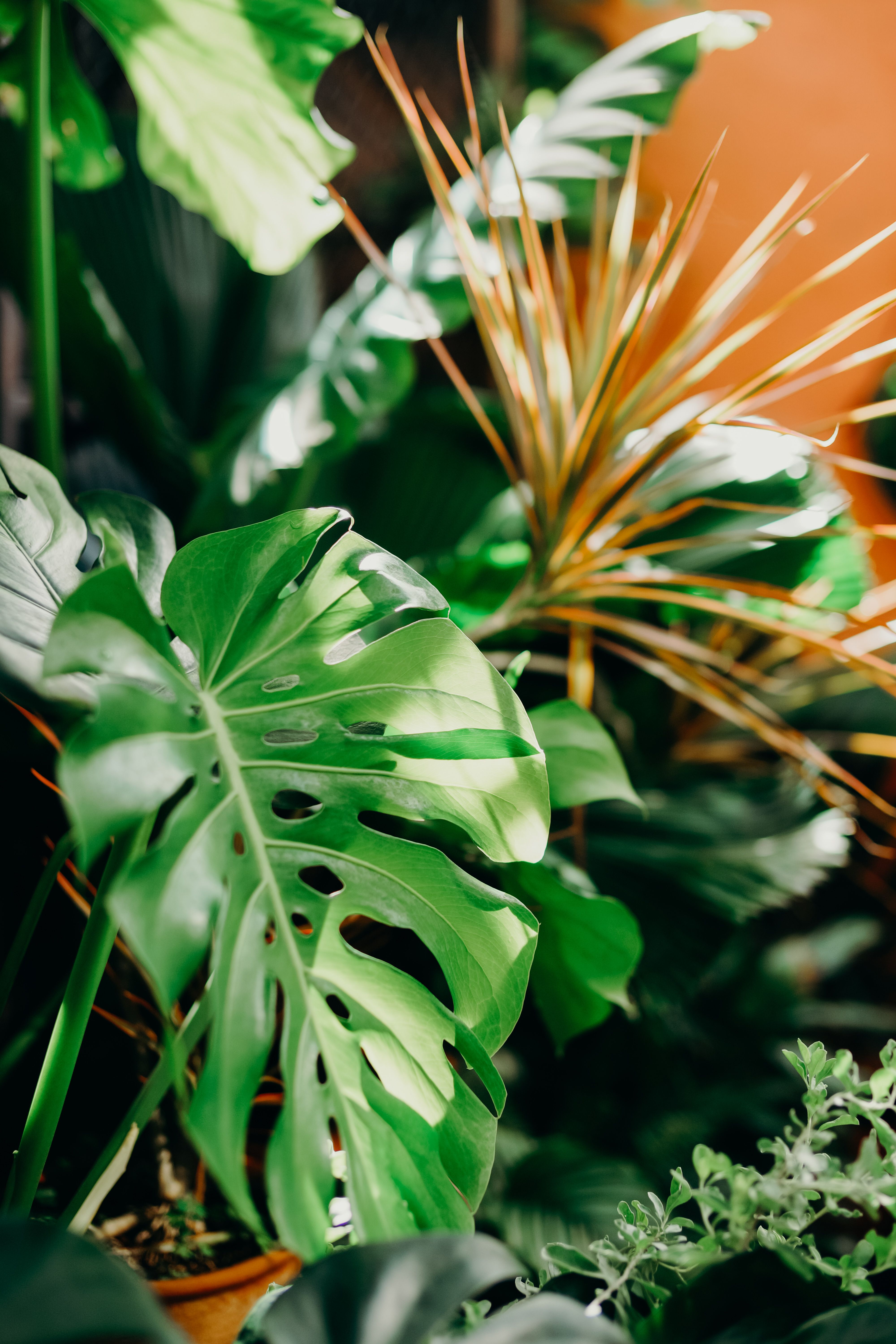Close-up Photo of Monstera Leaves · Free Stock Photo