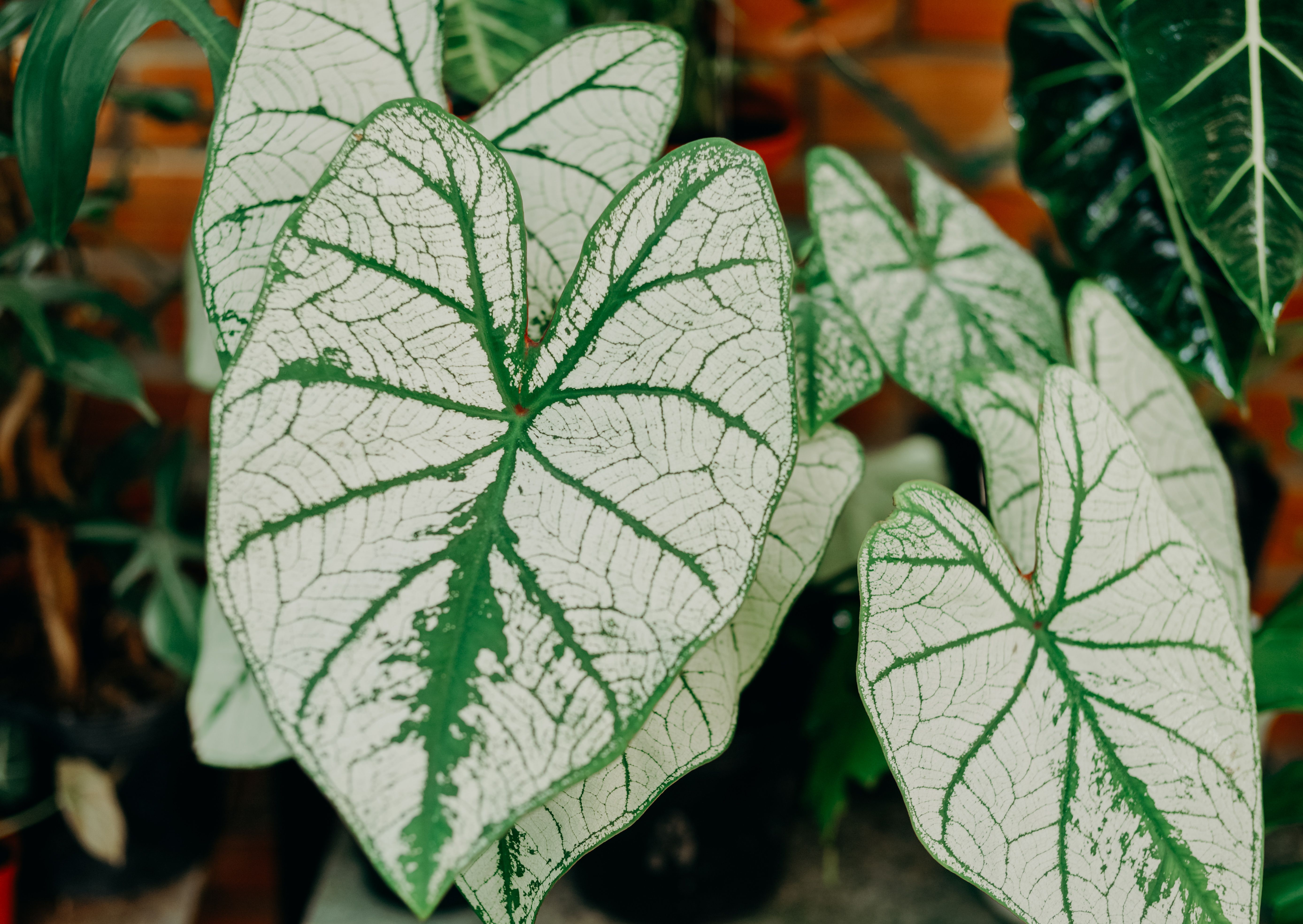 Surprising Plants With White Leaves Images