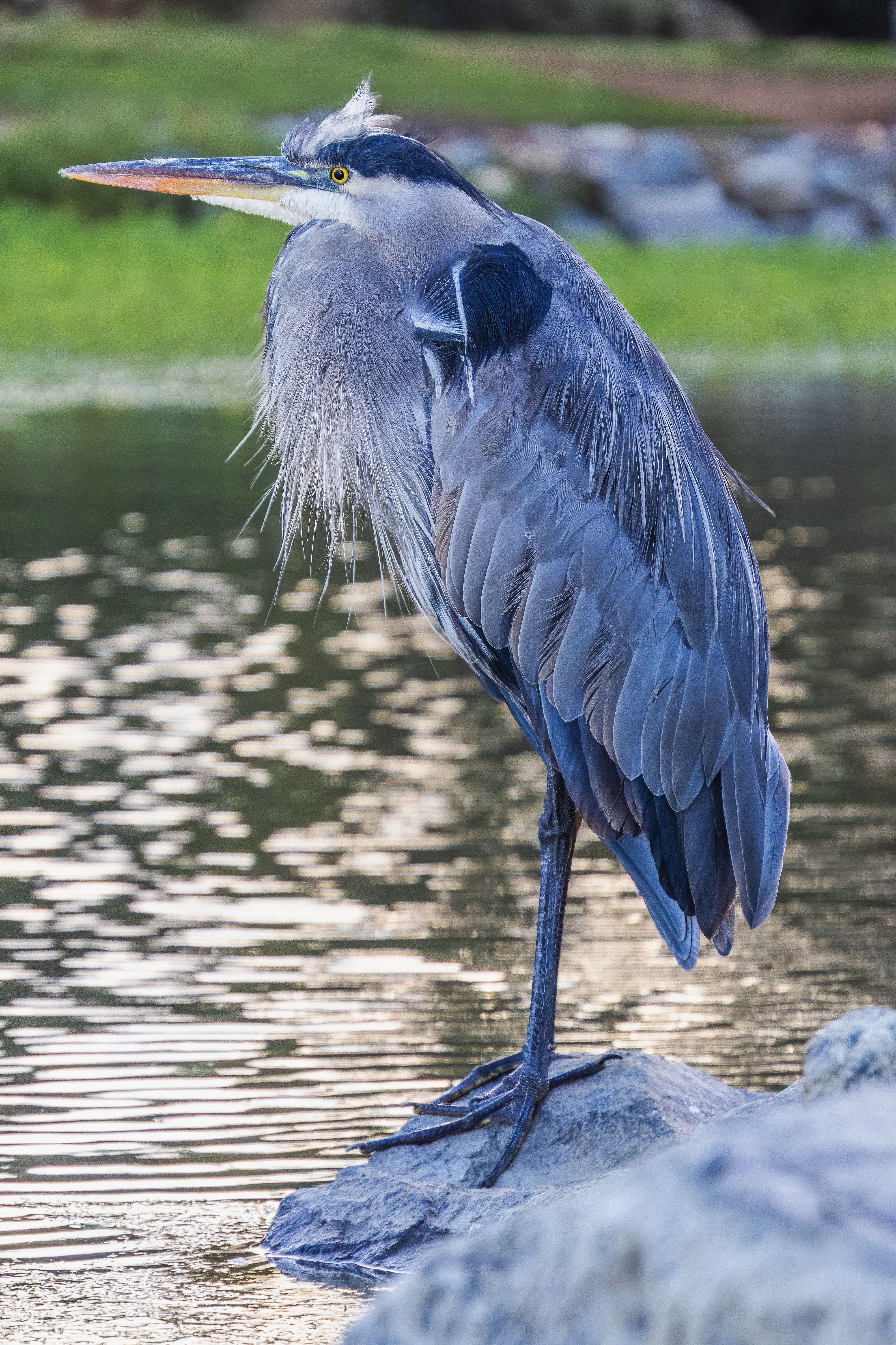 Greater Cane Rat on Lakeshore · Free Stock Photo