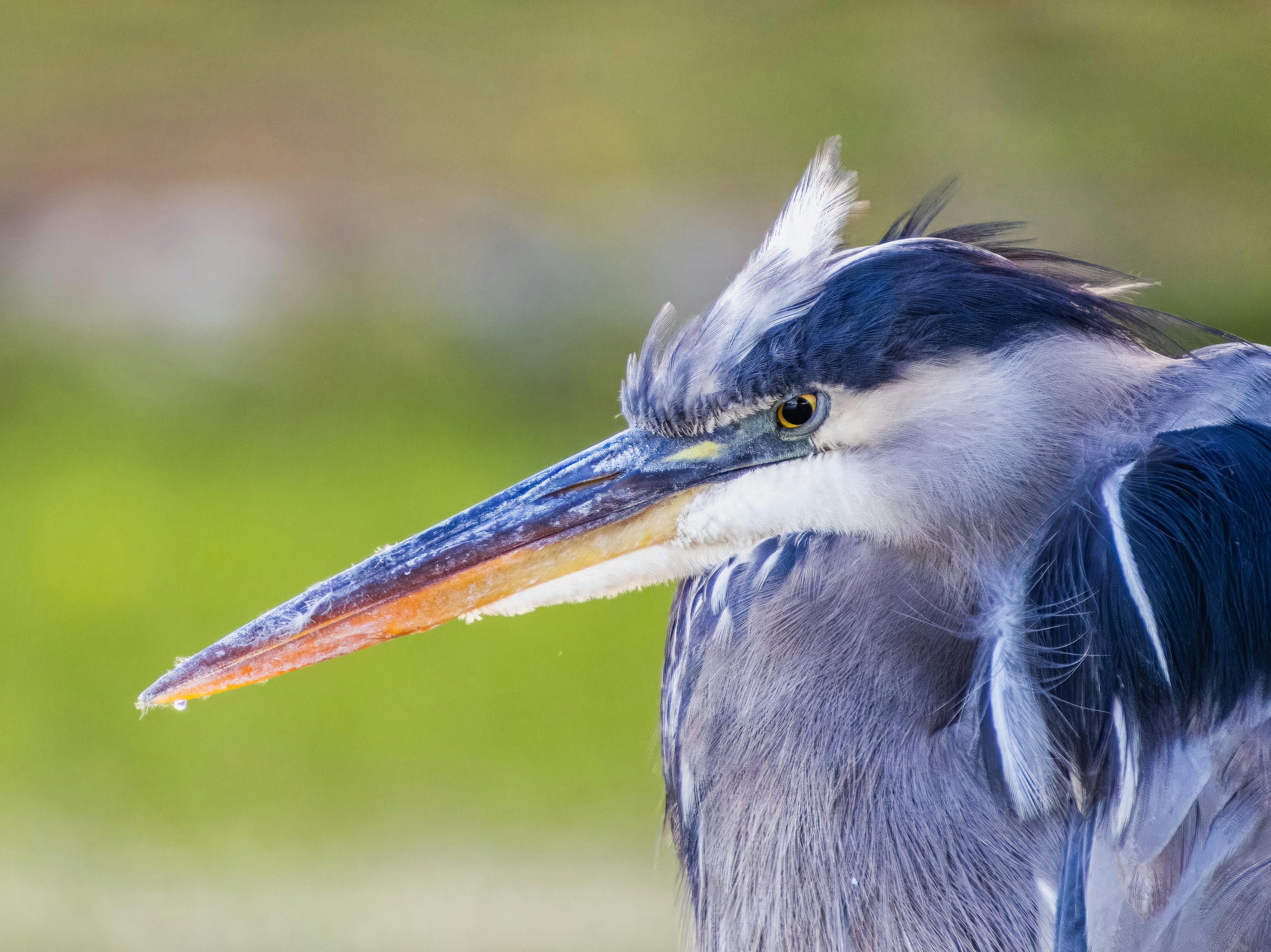 Beak and Head of Great Blue Heron · Free Stock Photo
