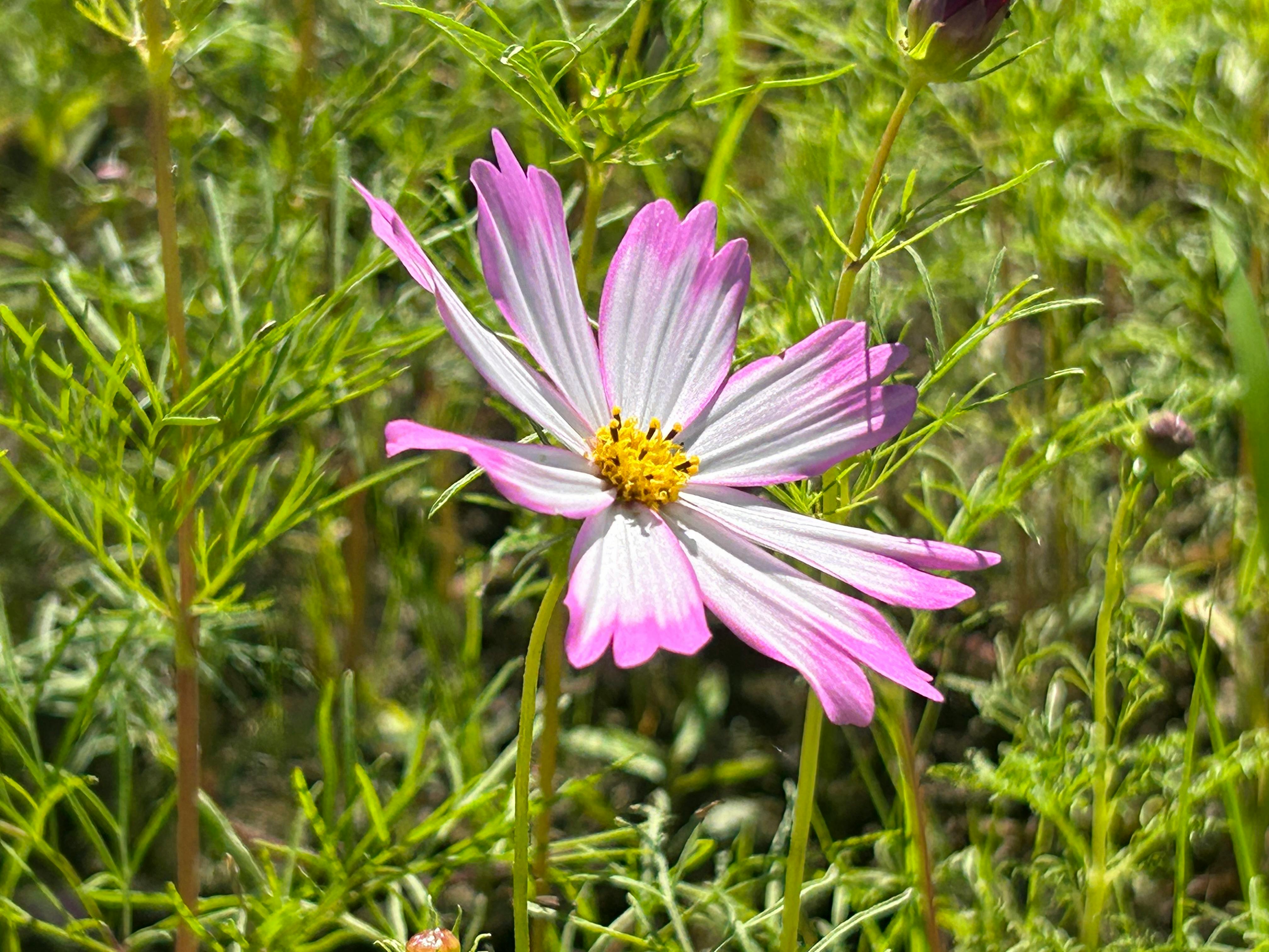 Catherine Huang - Photographie