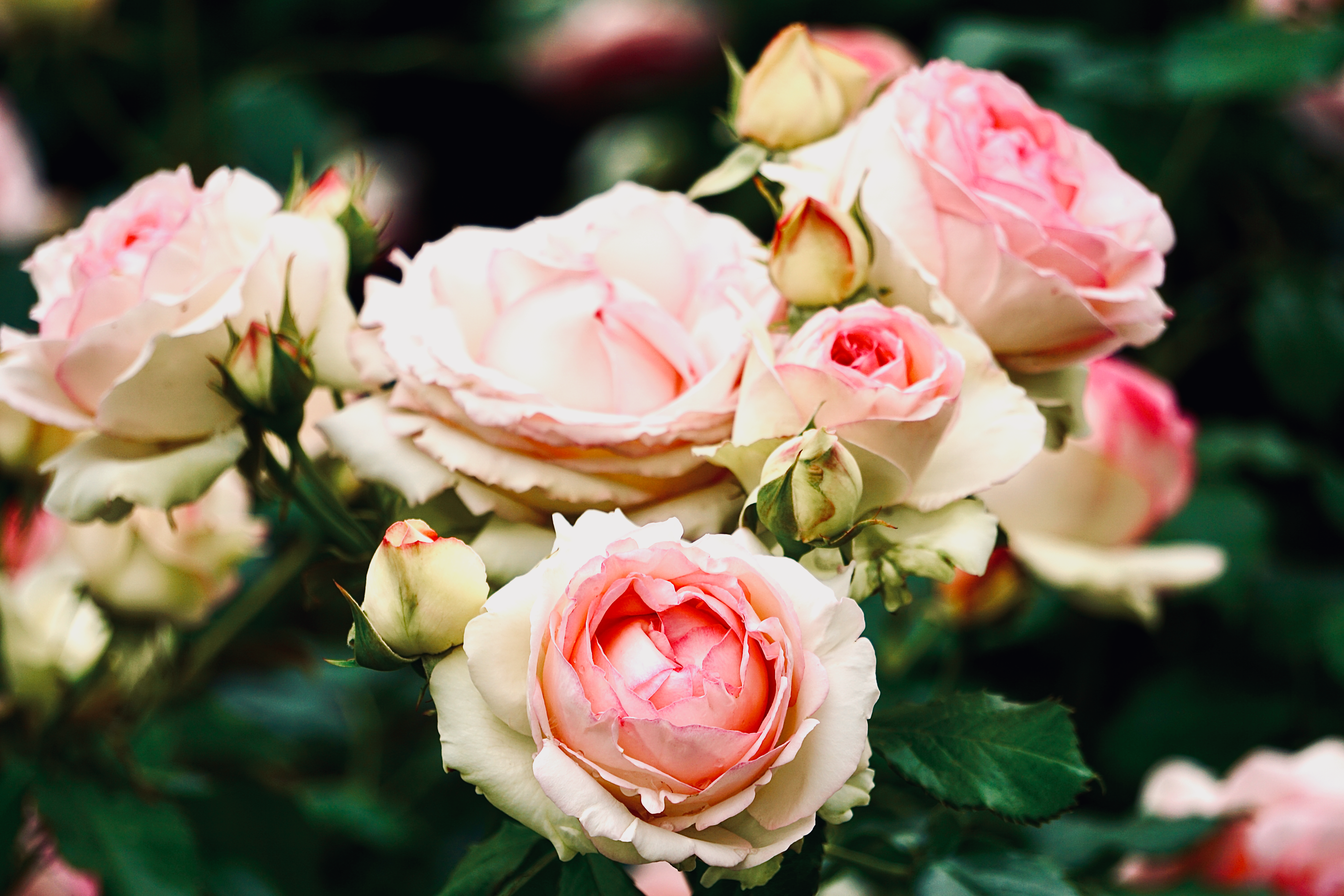 Close up of Pink Roses · Free Stock Photo