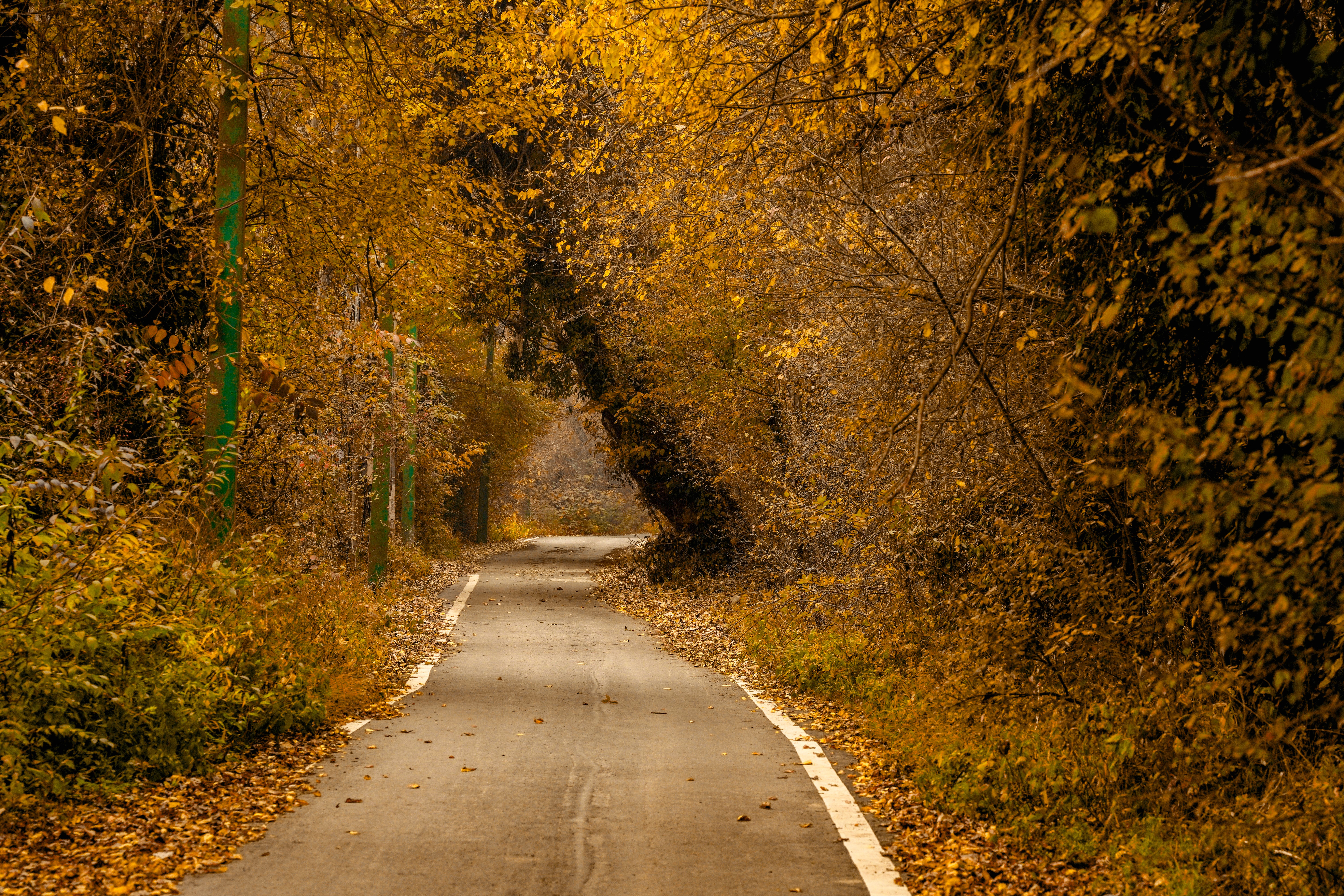 Narrow Road among Trees in Autumn · Free Stock Photo