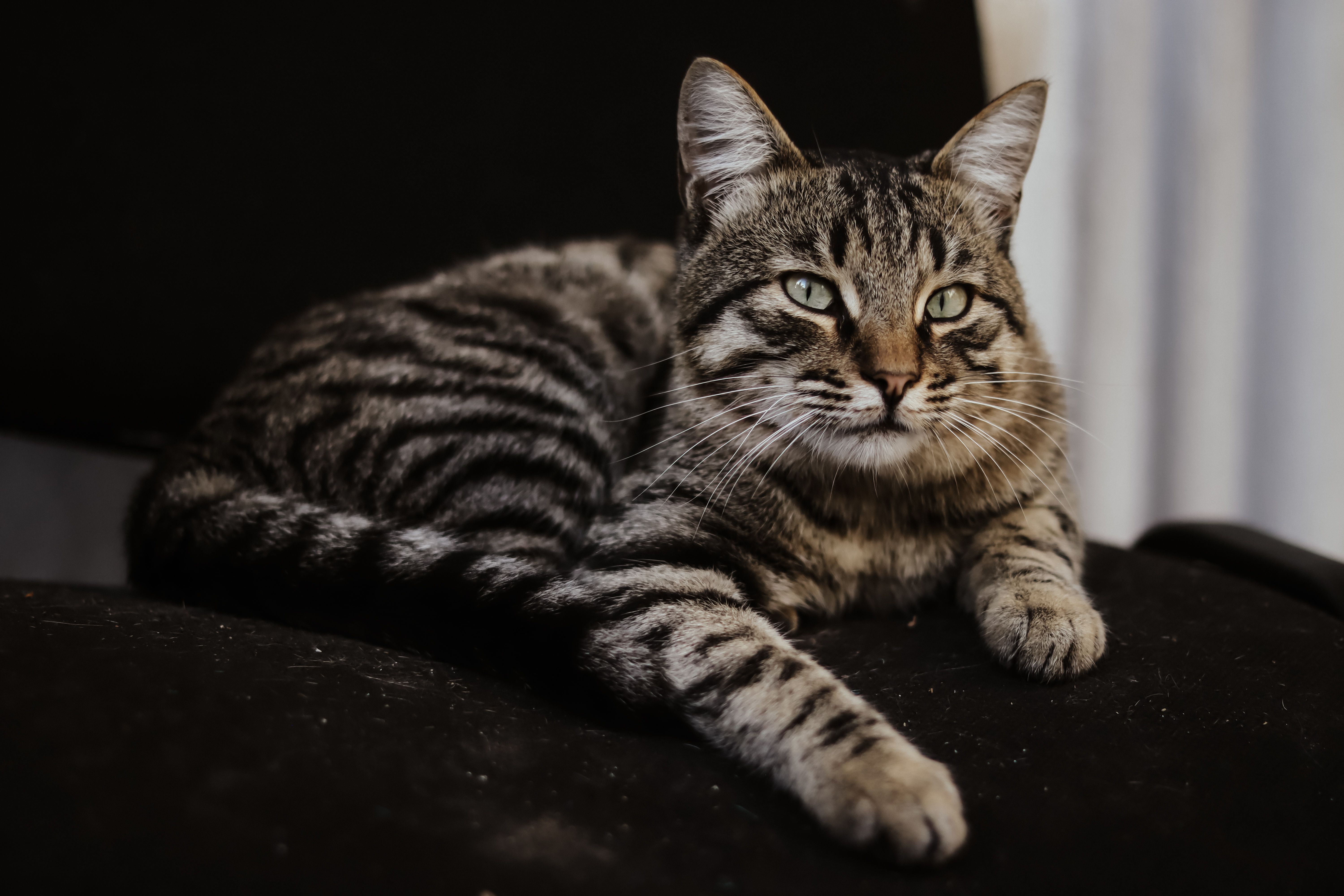 Cat Cry Photos, Download The BEST Free Cat Cry Stock Photos & HD Images
