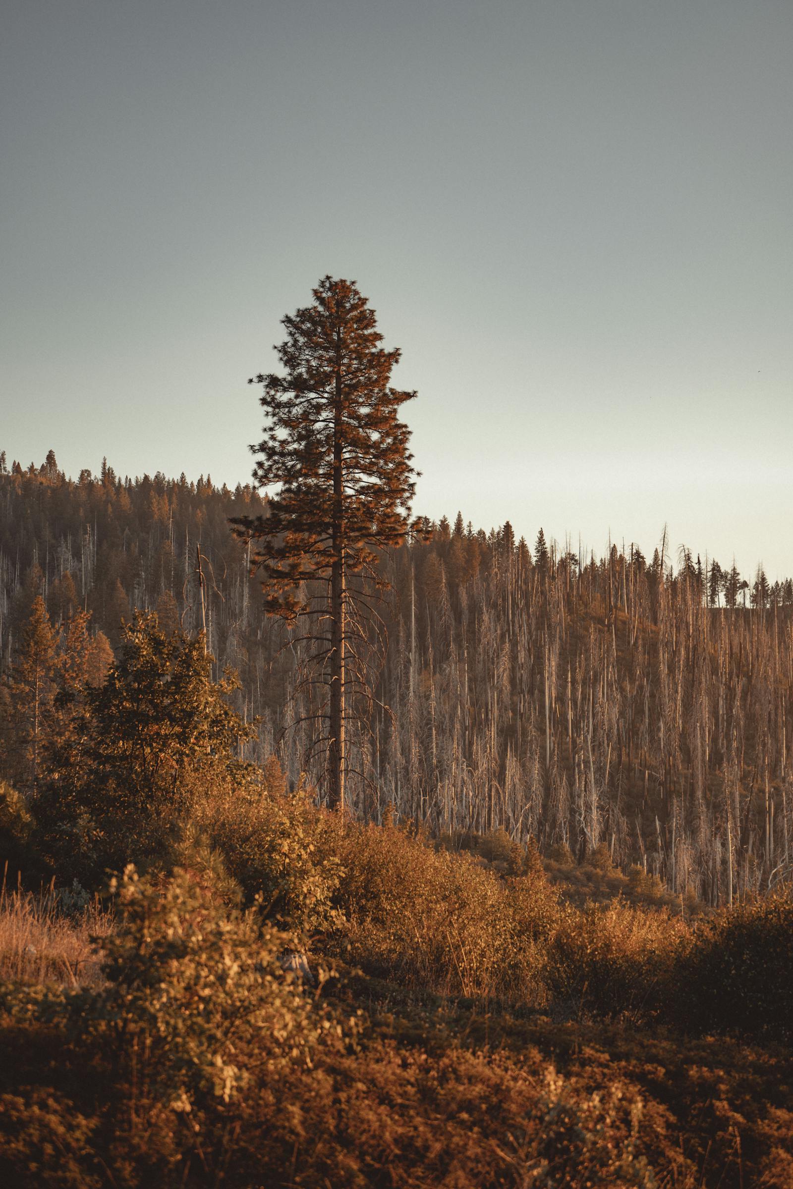 Forest Clearing Photos, Download The BEST Free Forest Clearing Stock ...