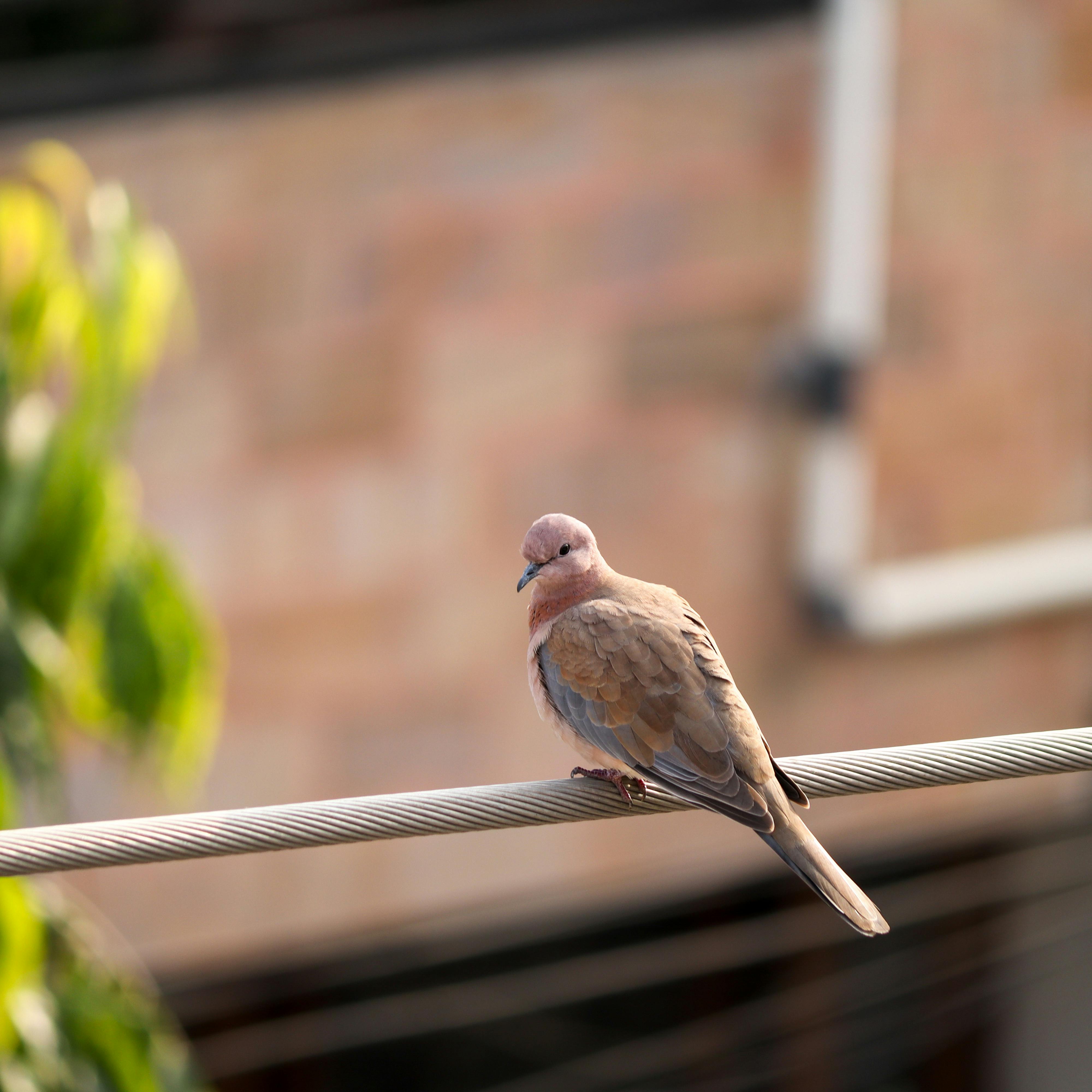 Photo of Birds on Concrete Wall Near City Buildings during Daytime ...