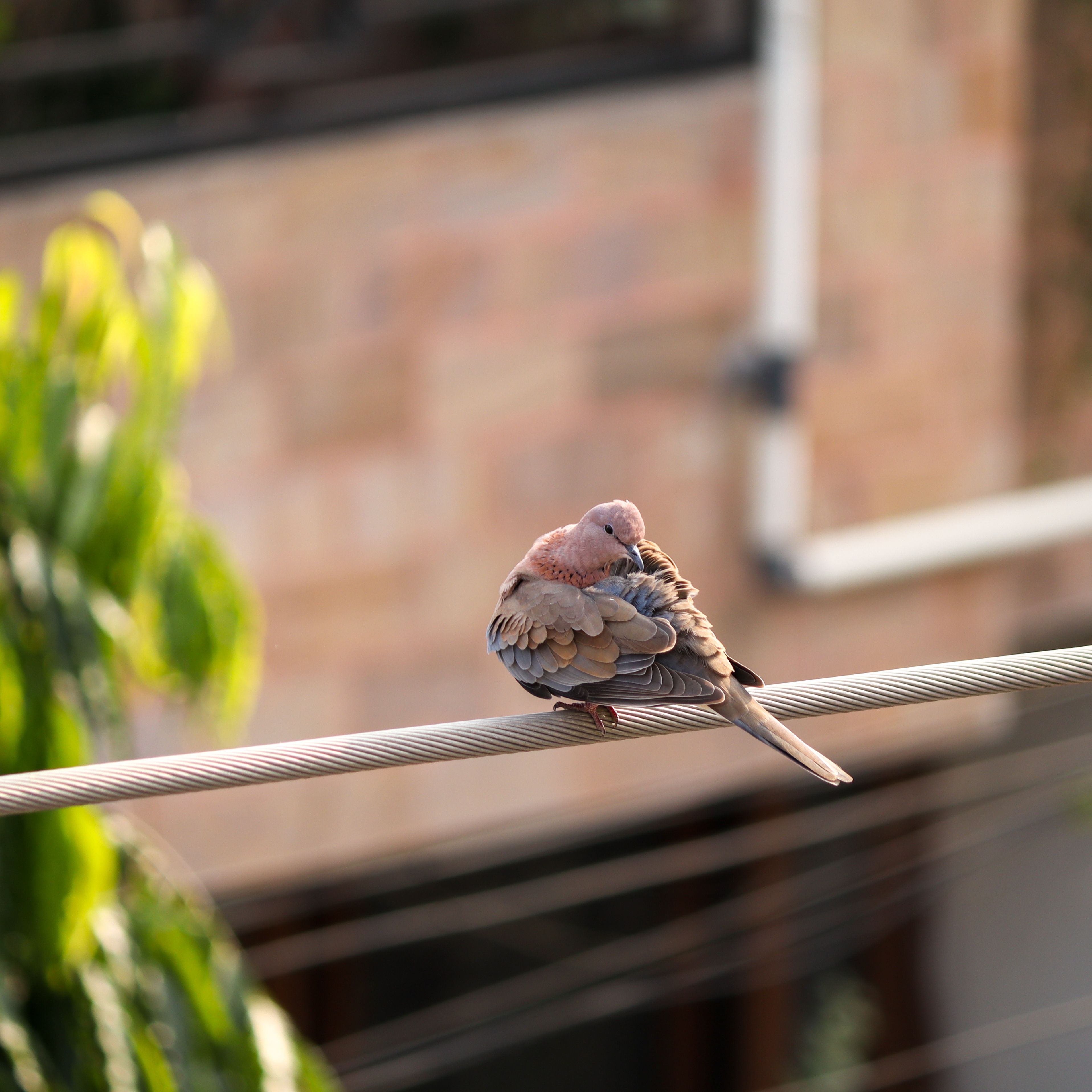 Pigeon Perching on Wire · Free Stock Photo