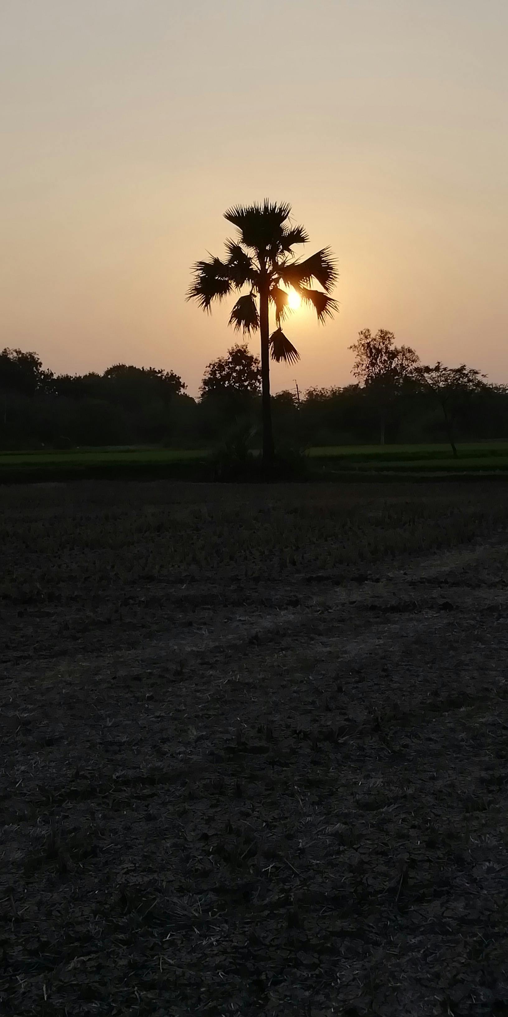 Free stock photo of coconut trees, golden sunset, light and shadow ...