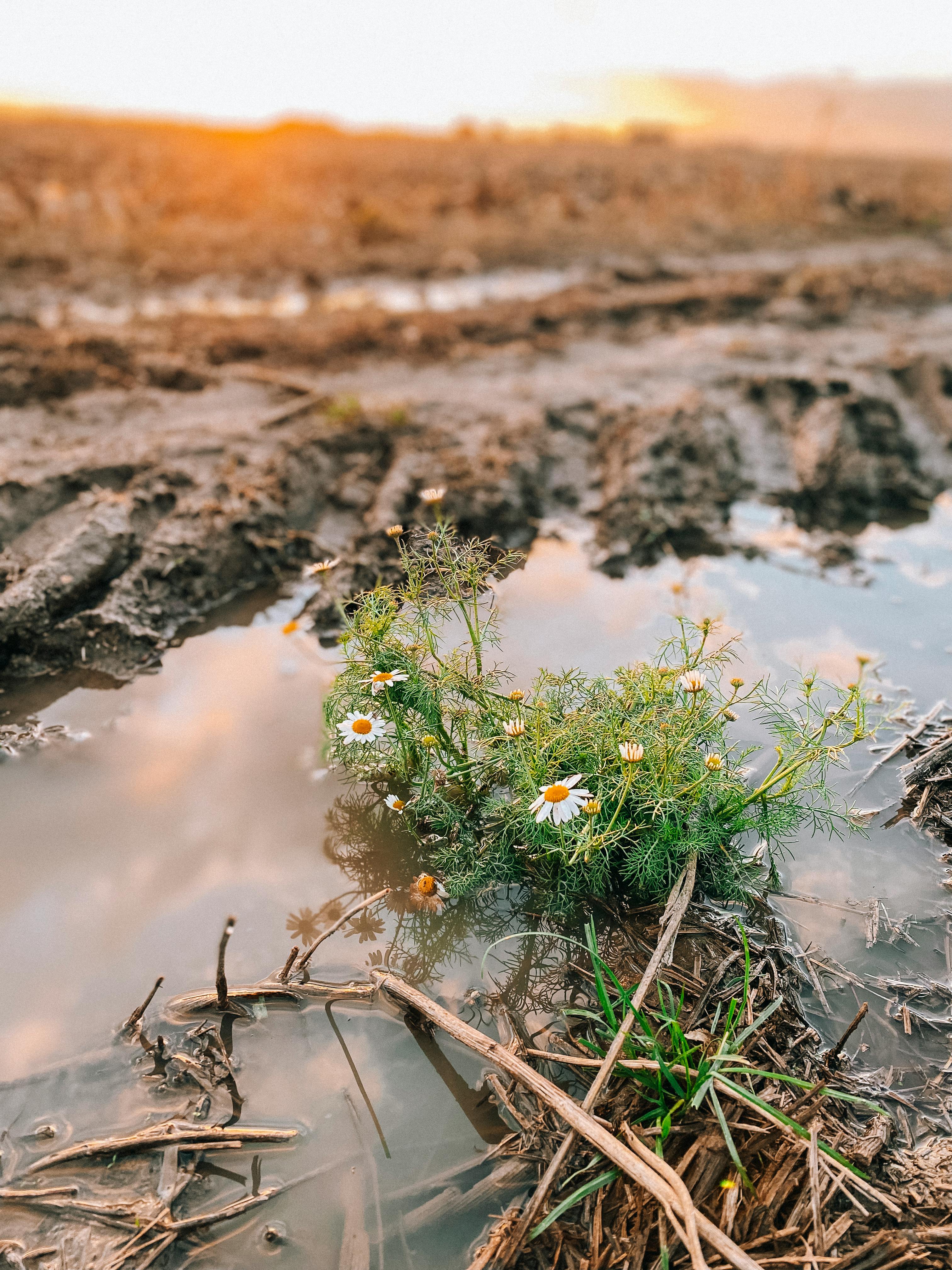 Mud Flower Photos, Download The BEST Free Mud Flower Stock Photos & HD ...