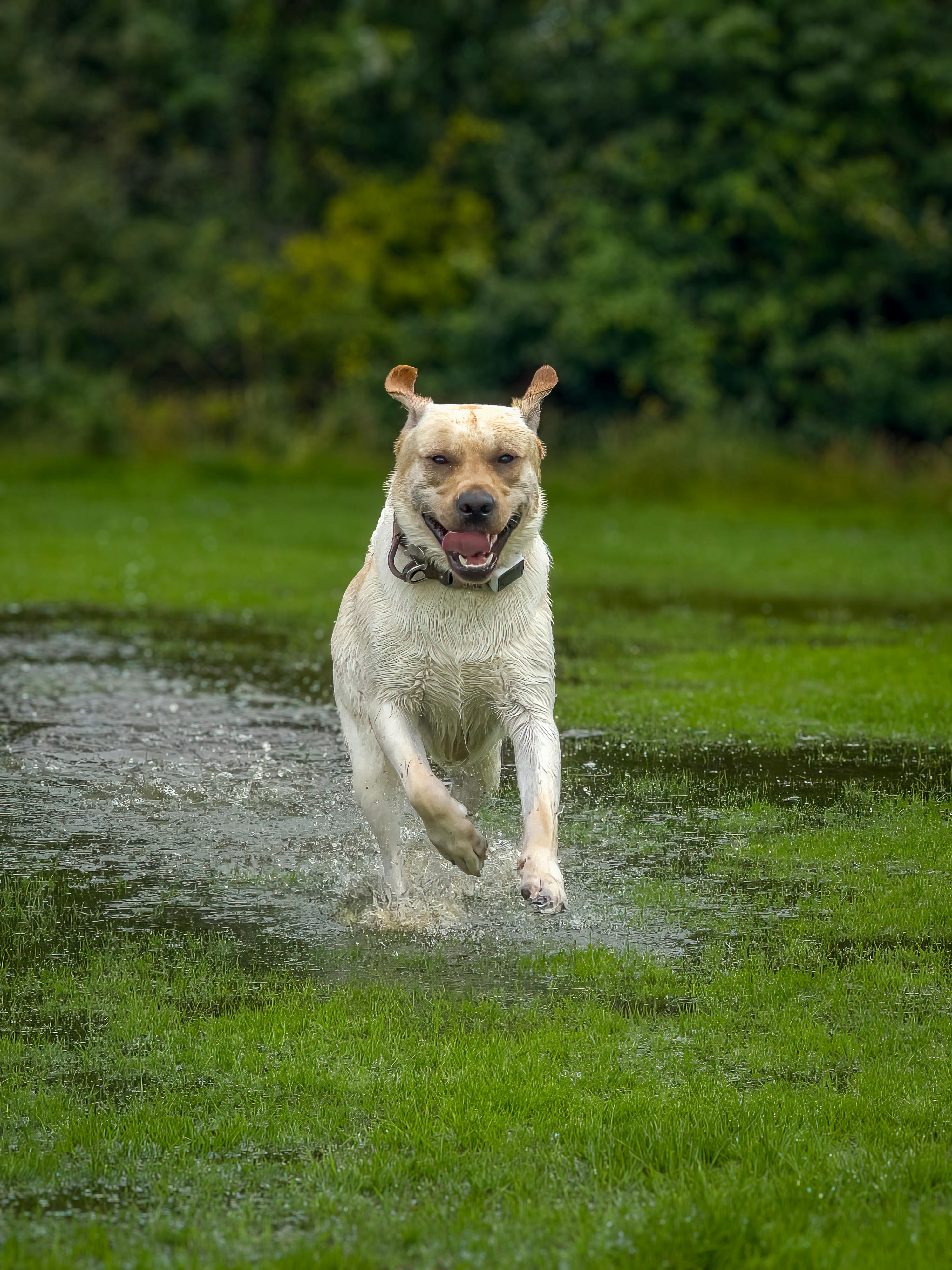 Puddle Dog Wallpaper Photos, Download The BEST Free Puddle Dog ...