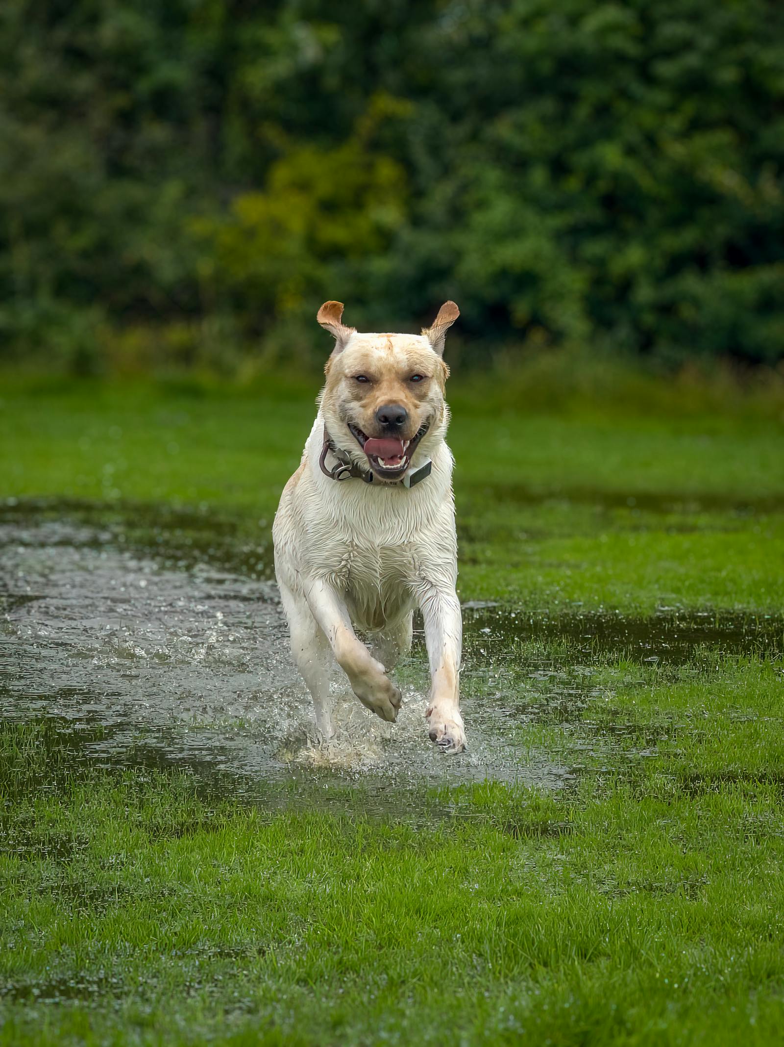 Puddle Dog Wallpaper Photos, Download The BEST Free Puddle Dog ...