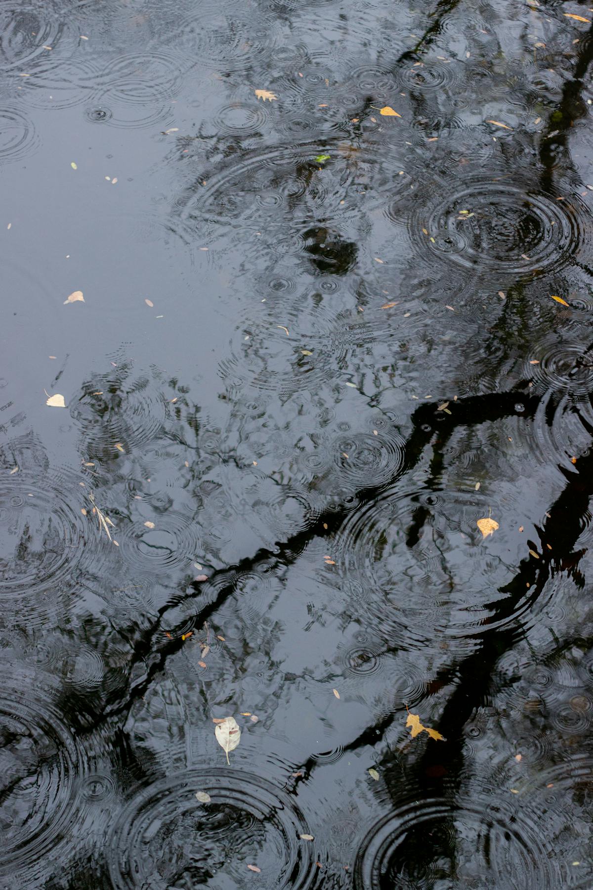 Rain Ripples Photos, Download The BEST Free Rain Ripples Stock Photos ...