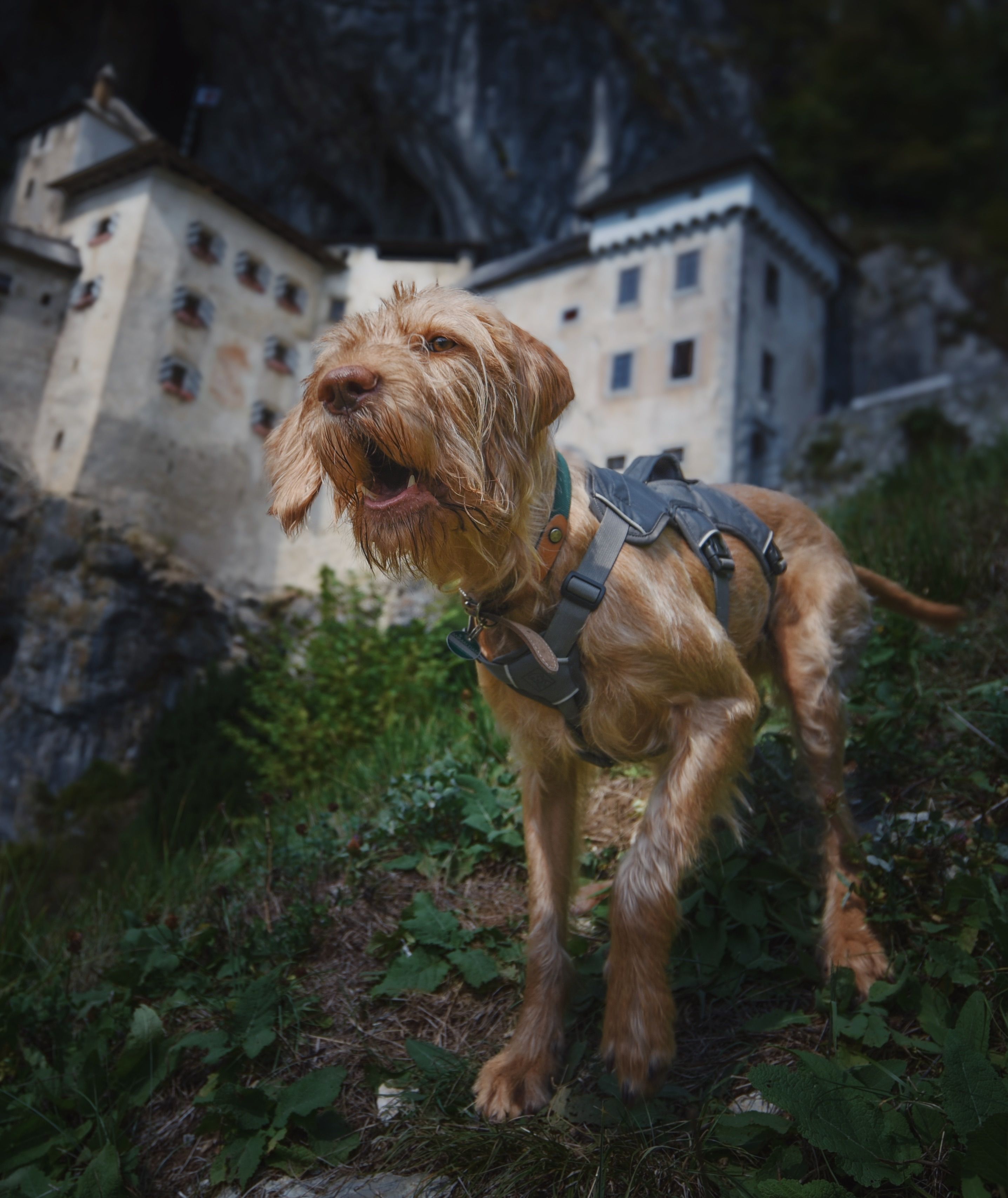 Photo of a Miniature Schnauzer in a Sweater · Free Stock Photo