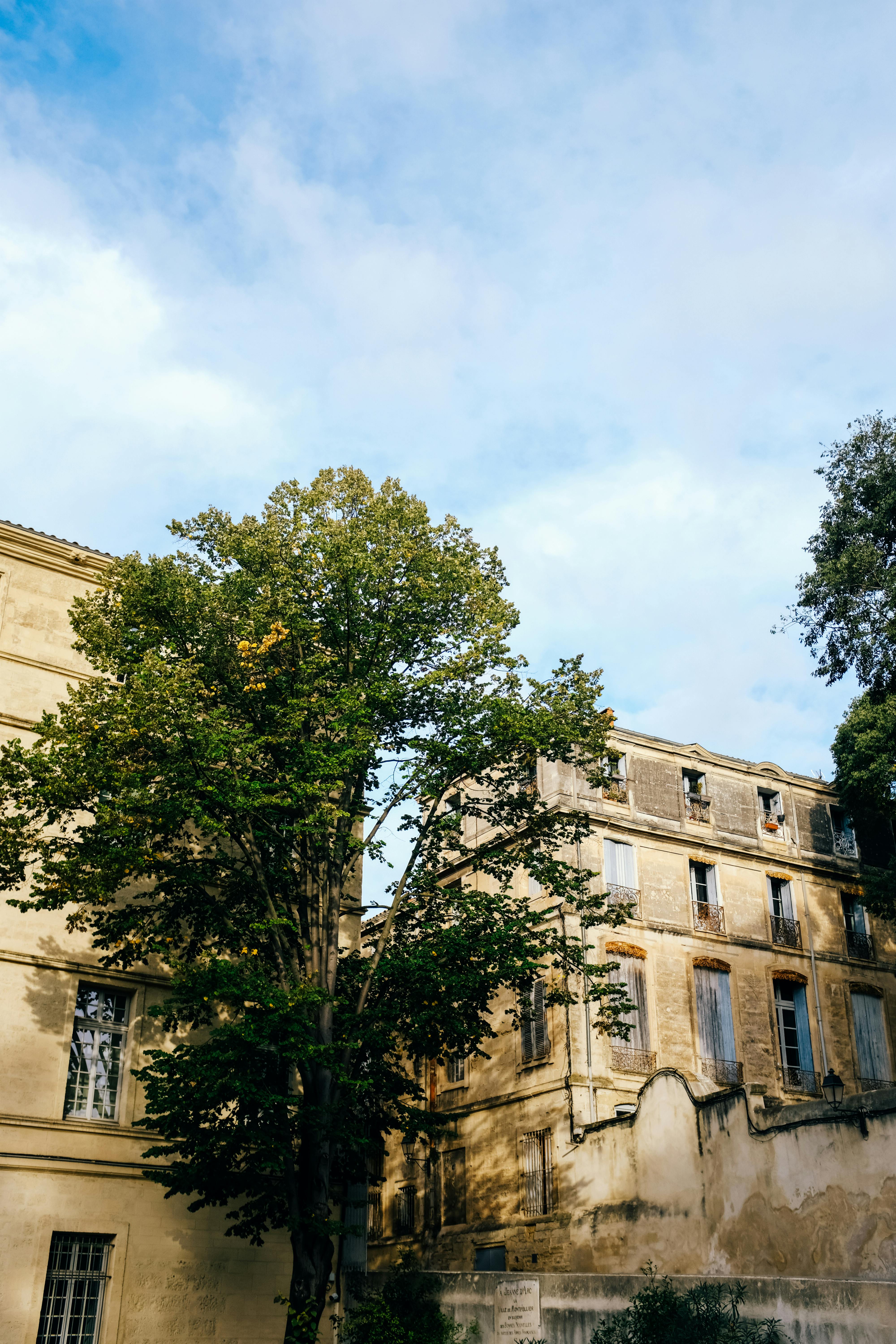 Buildings behind Tree in Town · Free Stock Photo