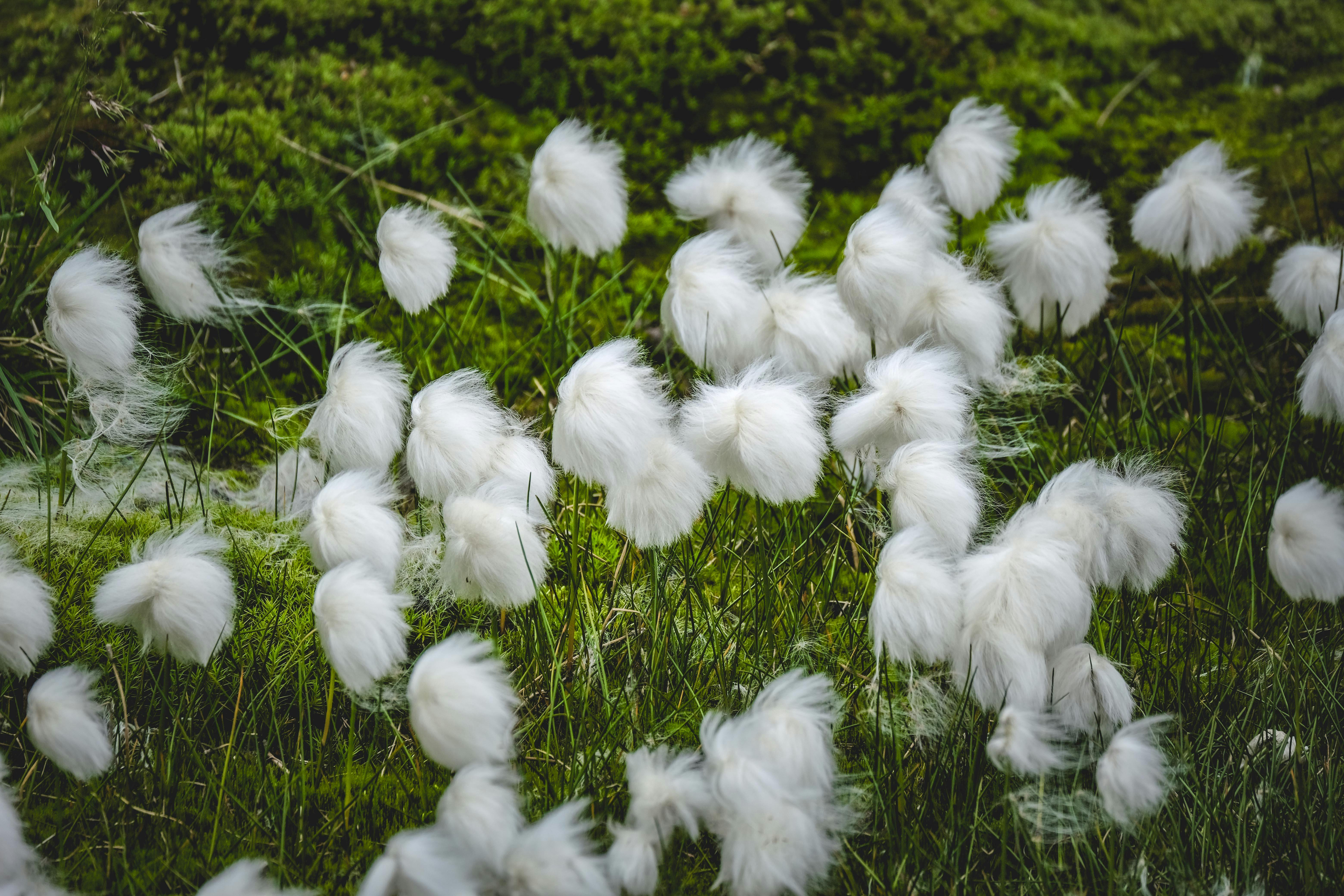 Blades of Grass in Snow · Free Stock Photo