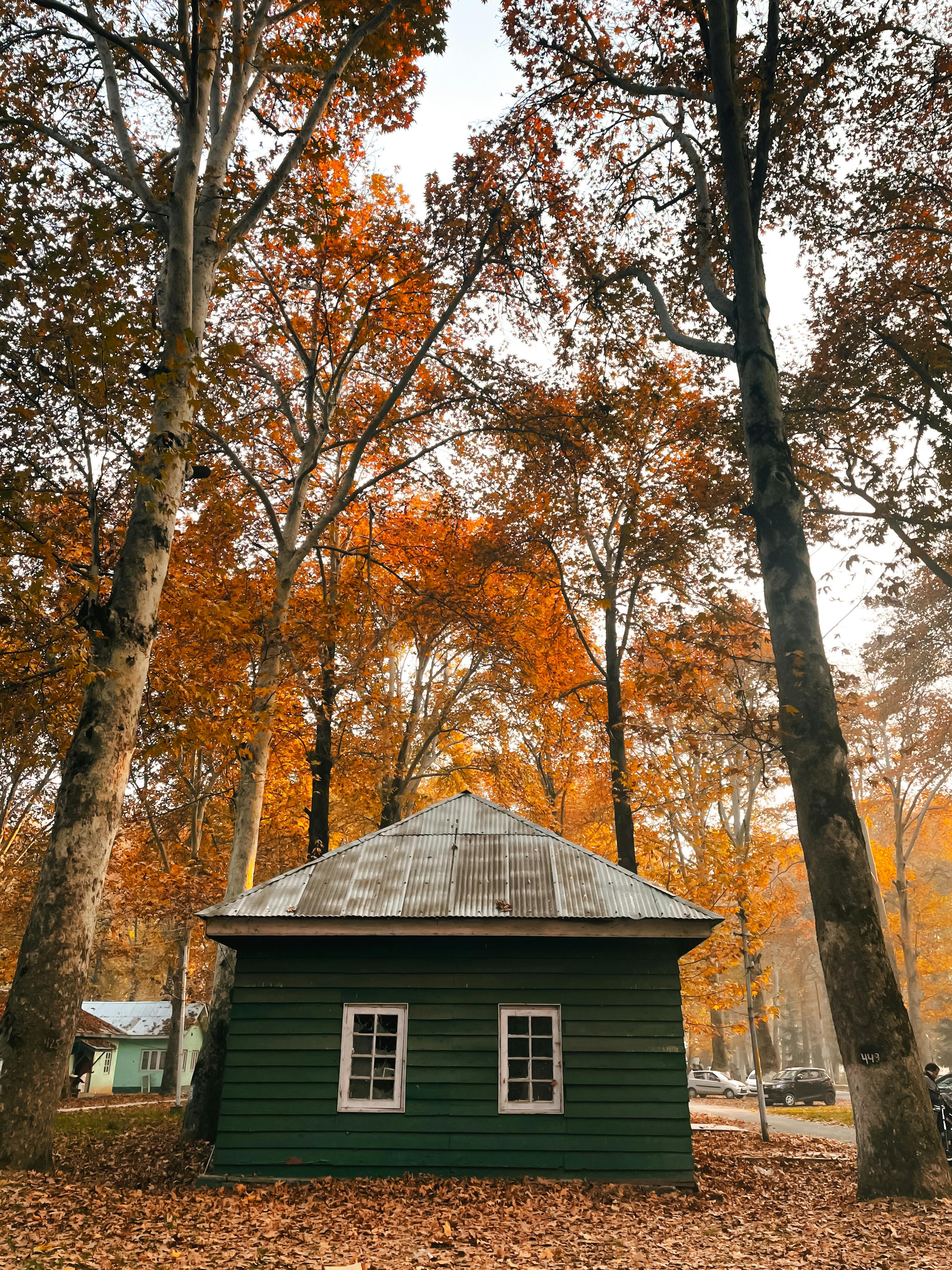 Photo gratuite de arbres, automne, chalet vert, extérieur de bâtiment ...