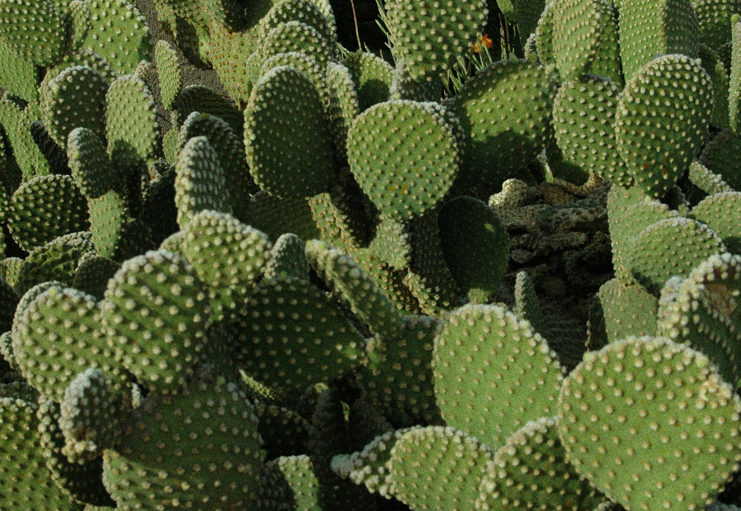 Ellie Smith - 摄影