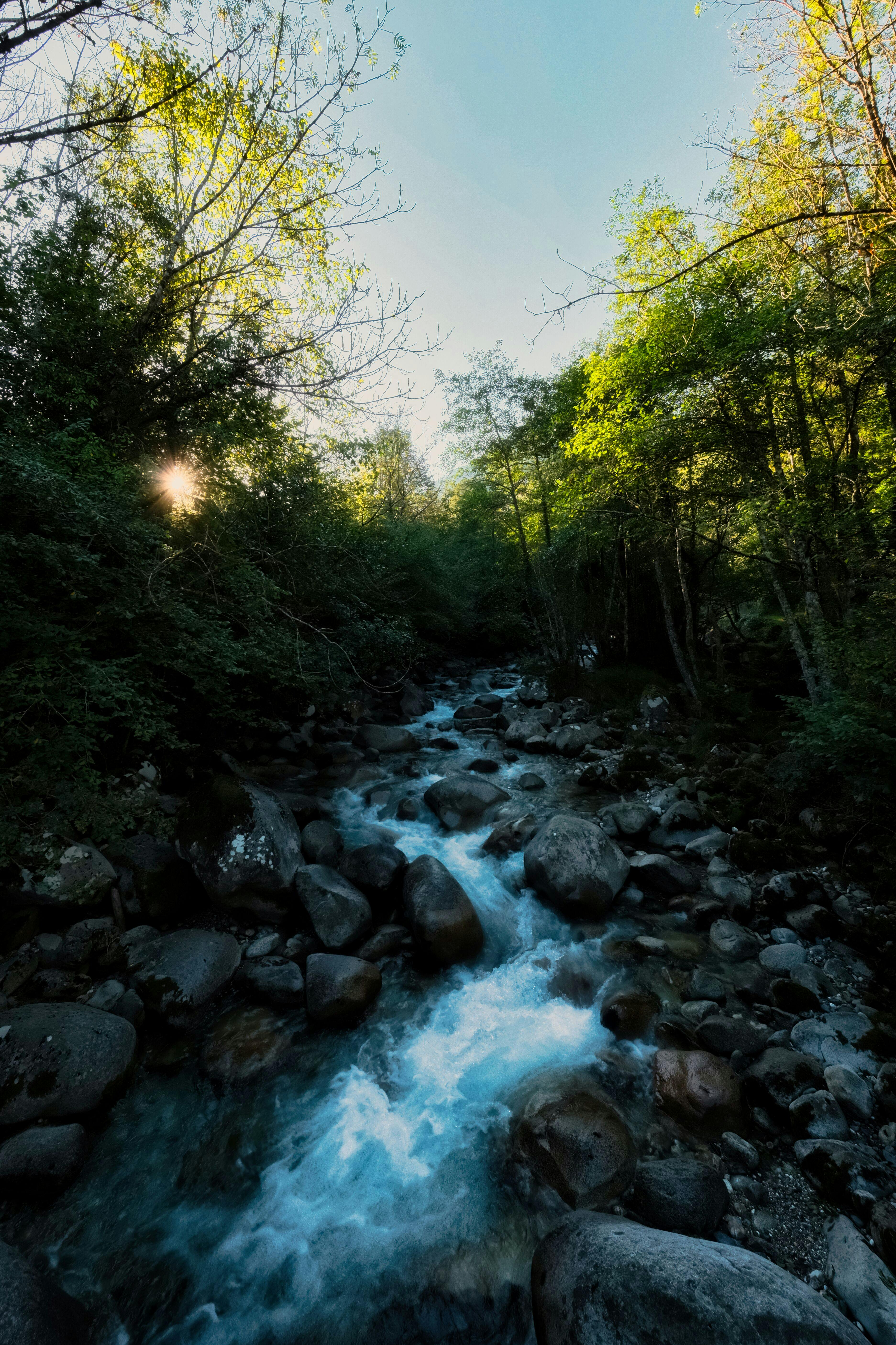 Forest Stream at Sunset · Free Stock Photo