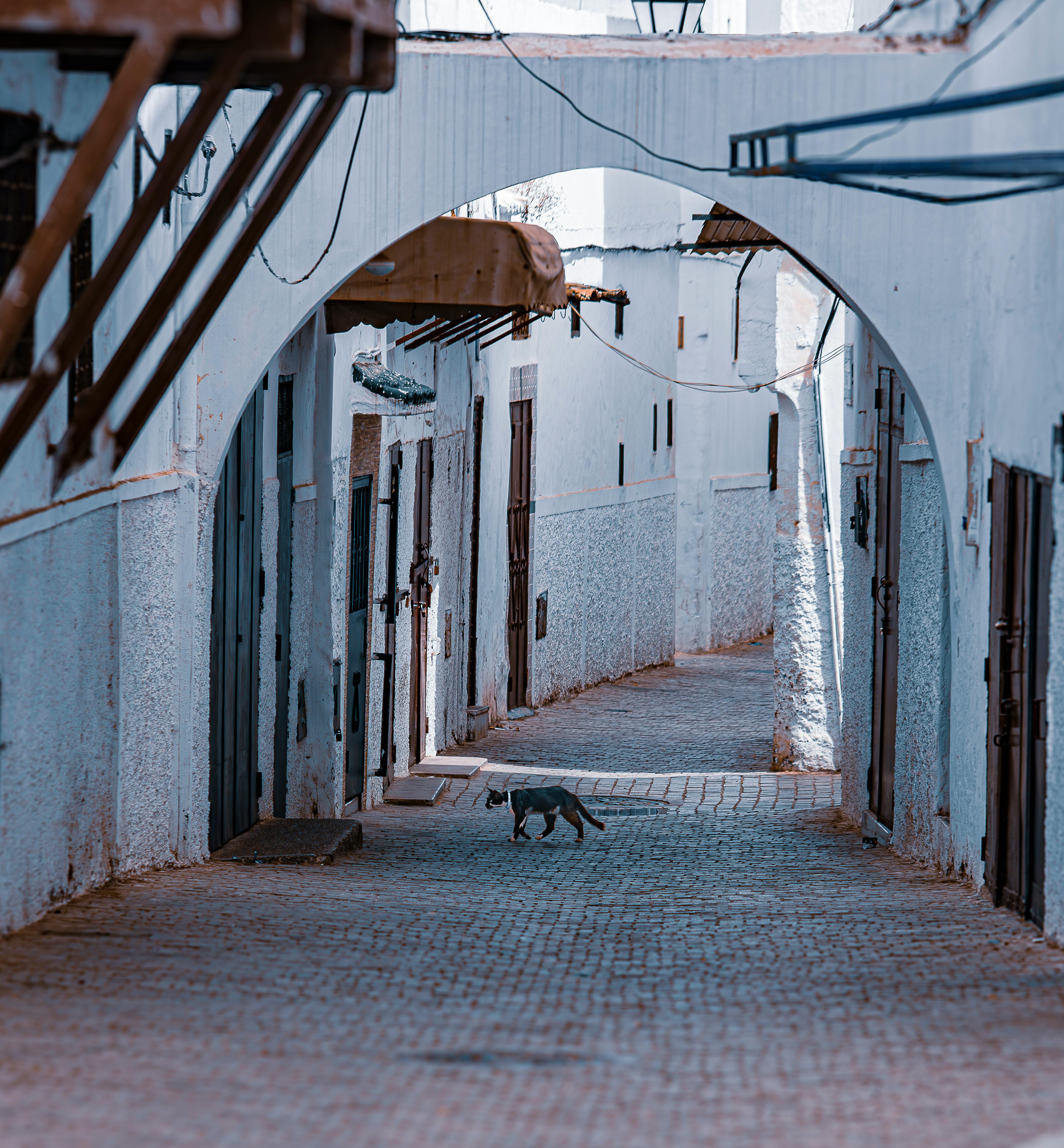 Stray Cat in Cobblestone Alley in Town · Free Stock Photo