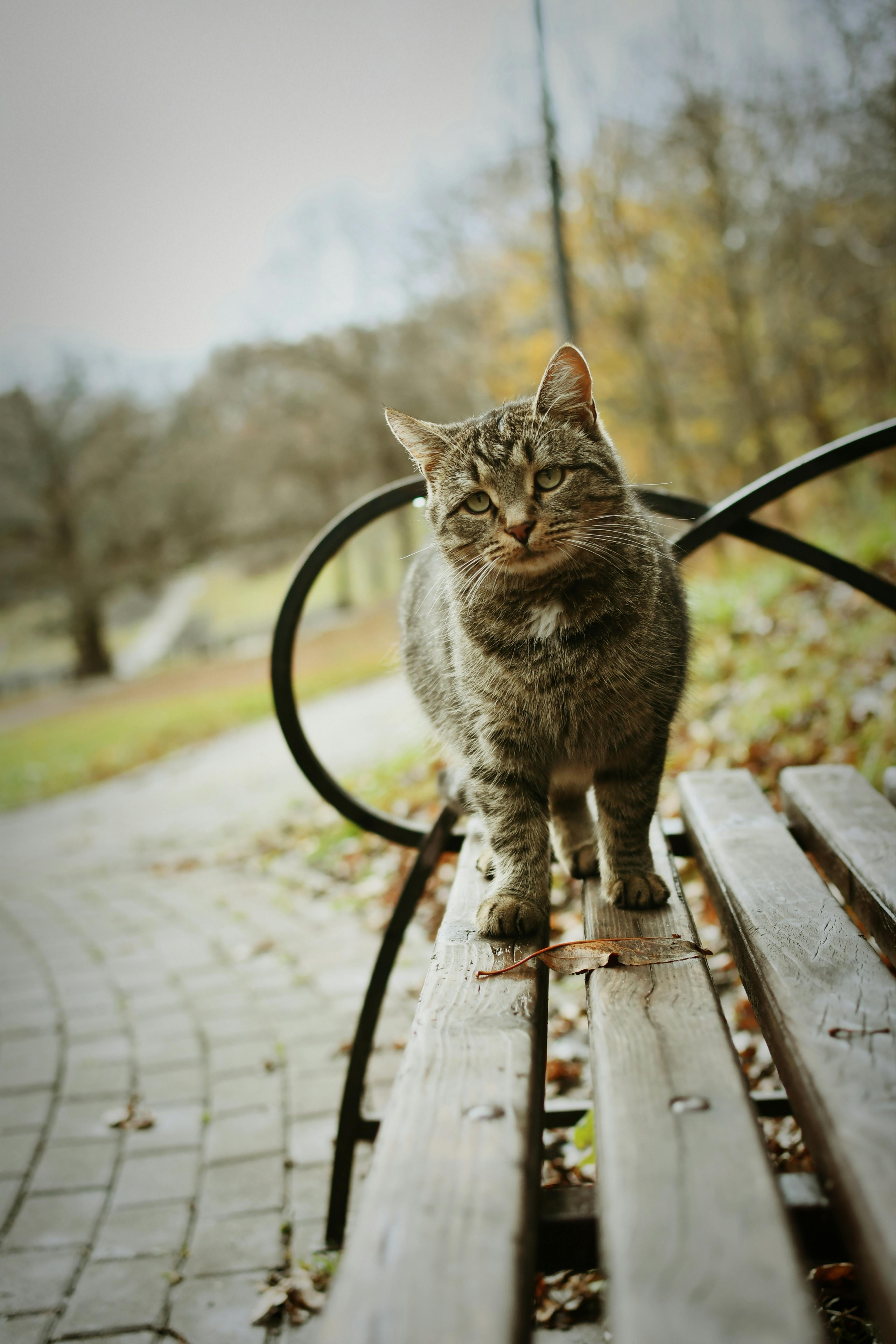 Cat on a Bench · Free Stock Photo