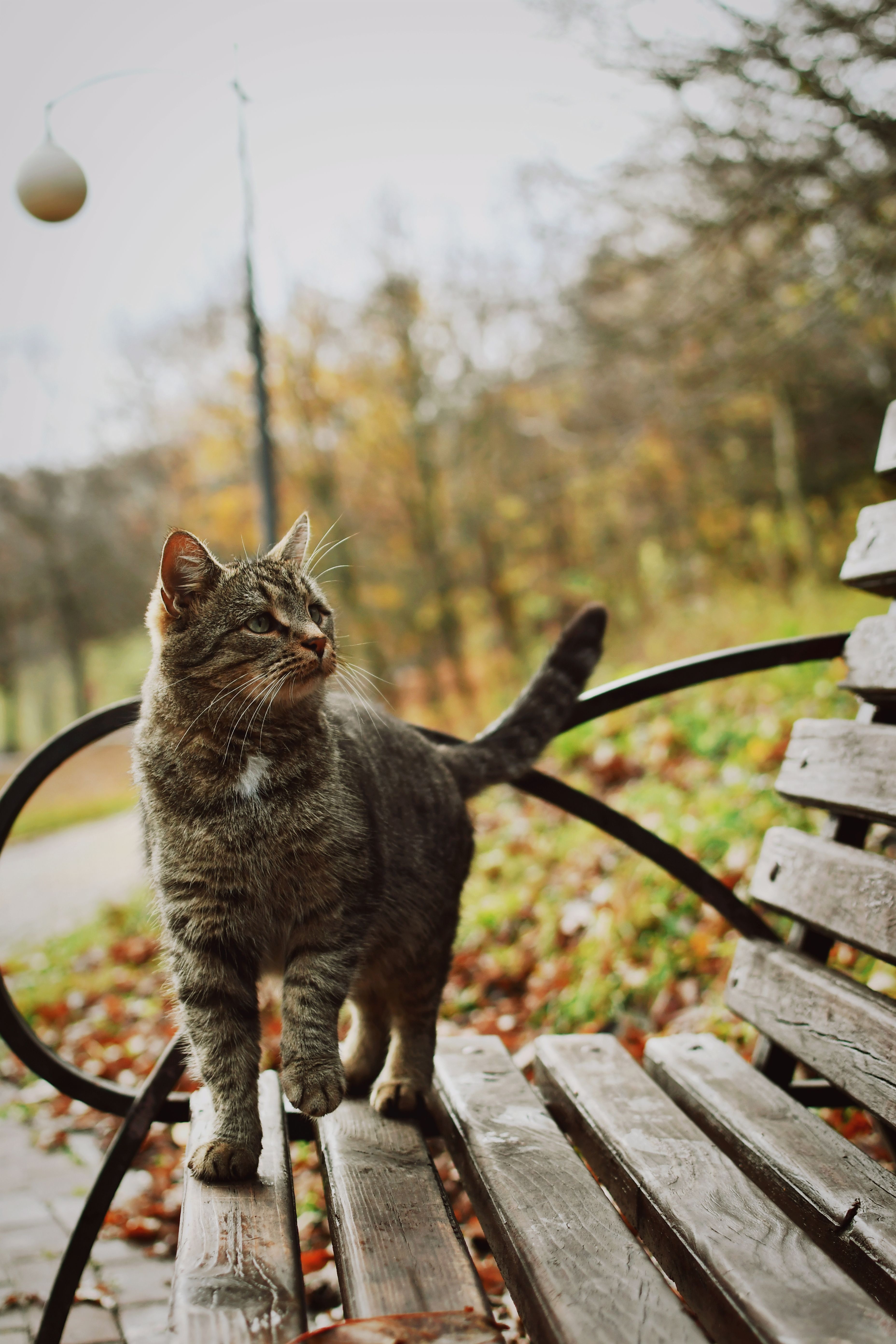 Tabby Cat on a Park Bench in Autumn · Free Stock Photo