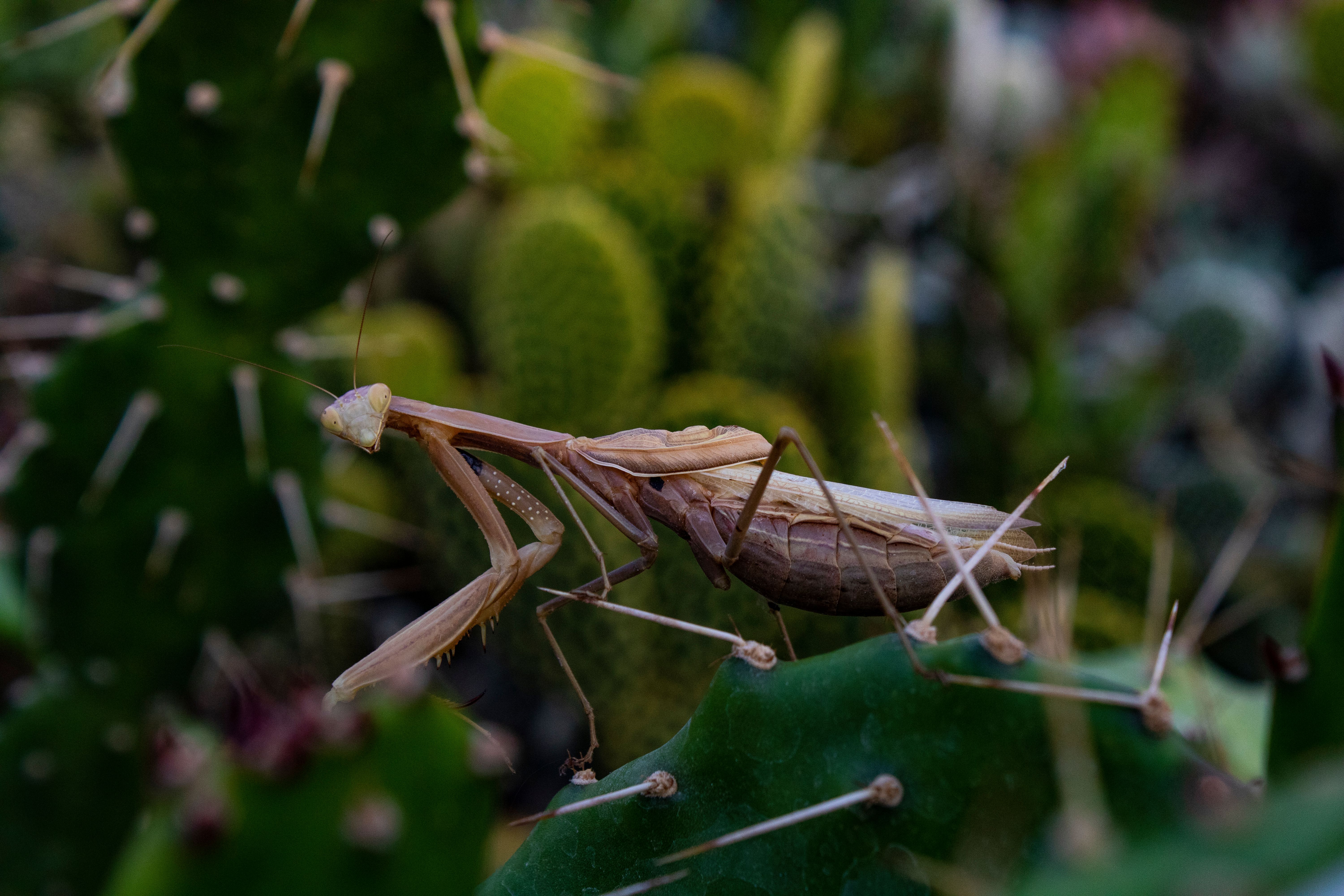 Mantis Standing on a Cactus · Free Stock Photo