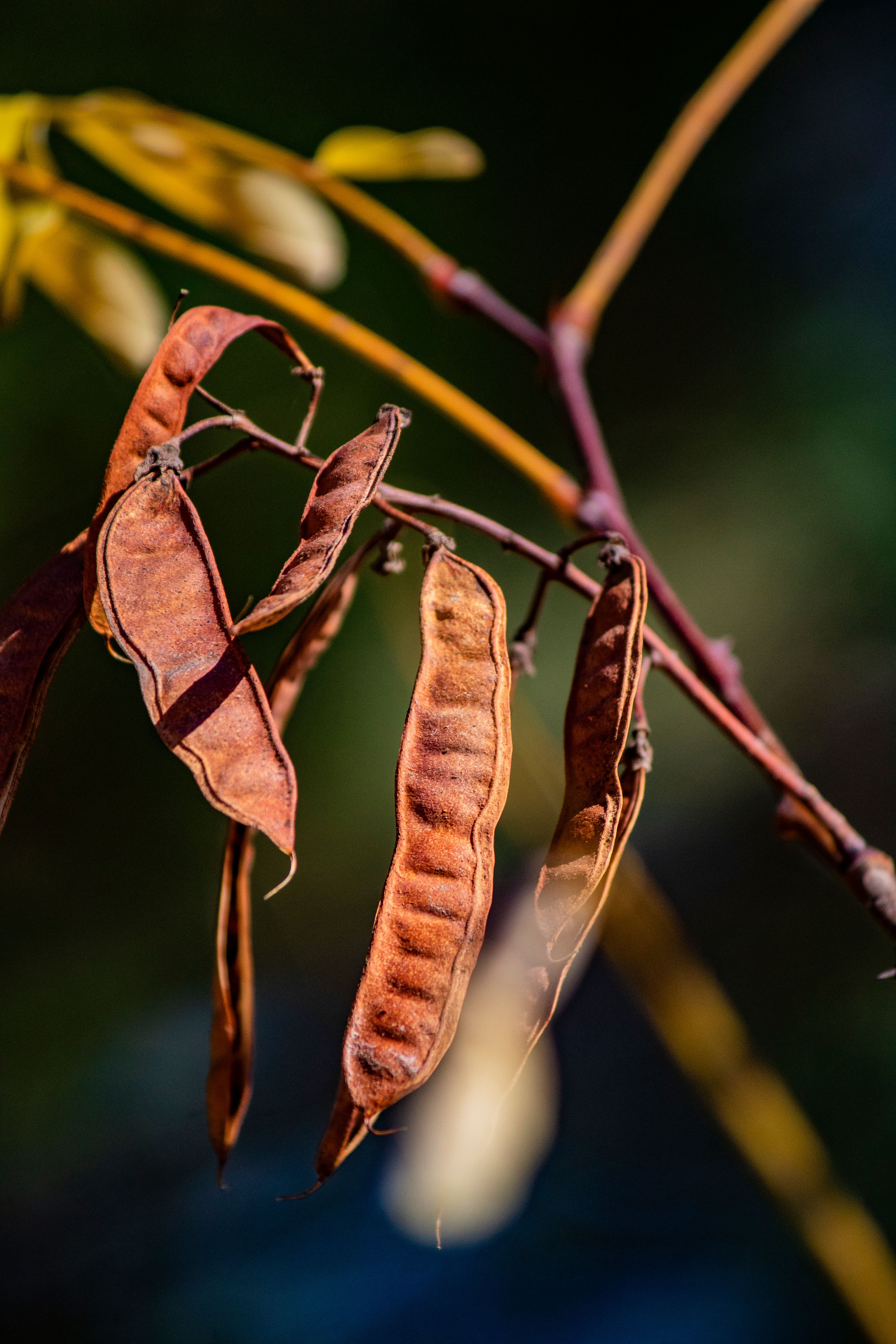 Branches of Acacia with Seeds · Free Stock Photo