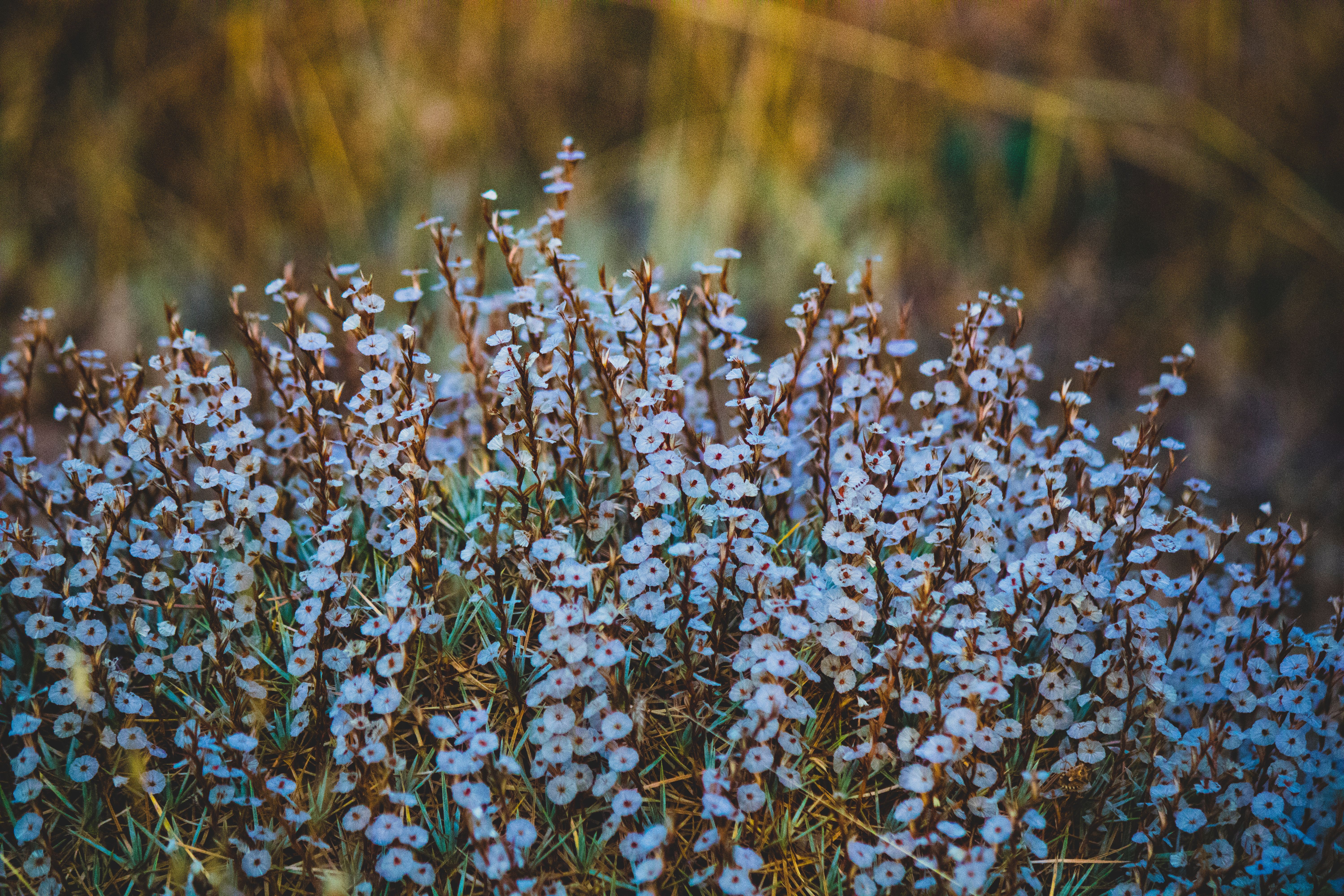 Blooming Tiny Blue Flowers · Free Stock Photo