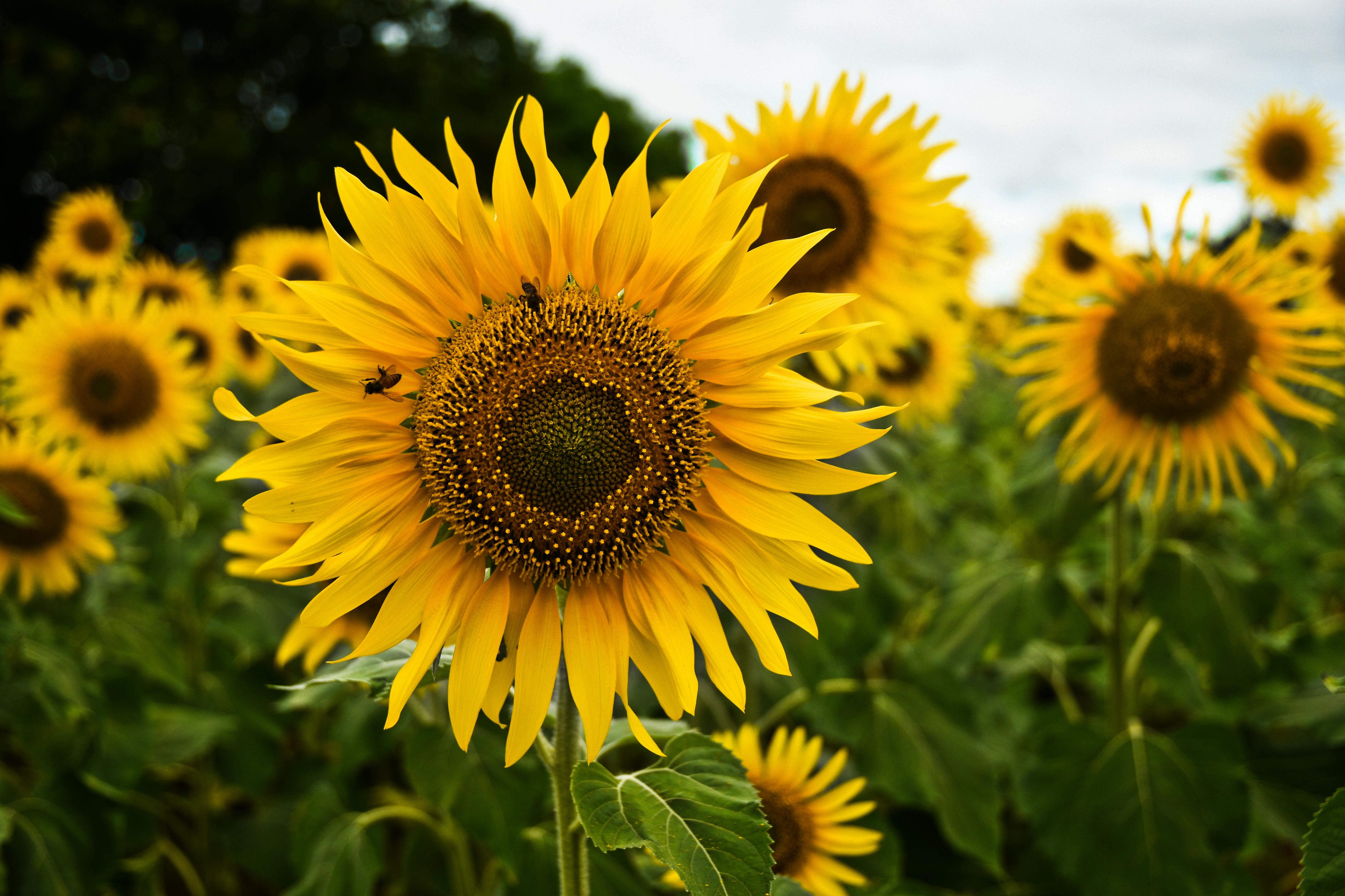 sunflower · Free Stock Photo