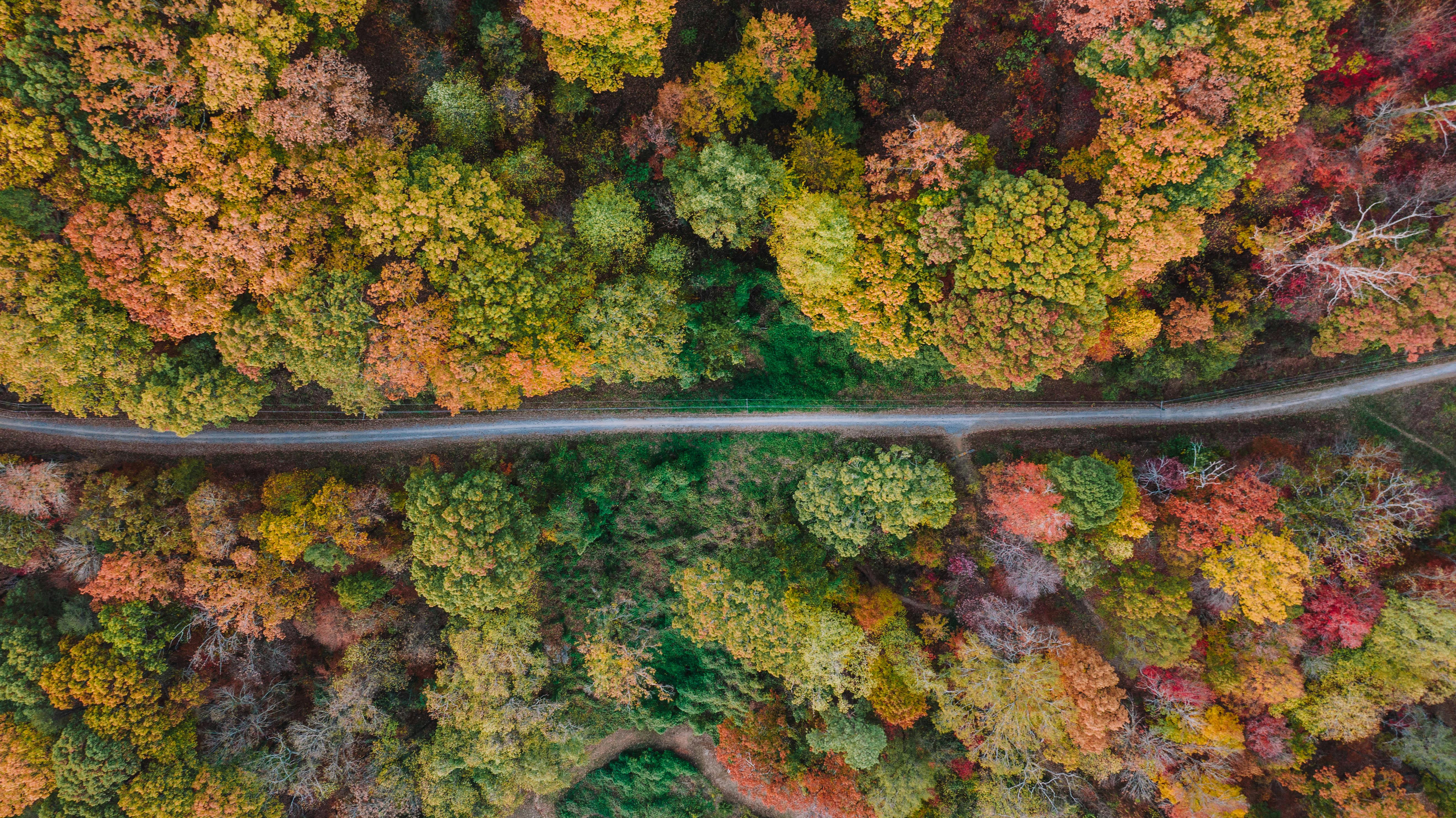 Aerial View of Forest · Free Stock Photo