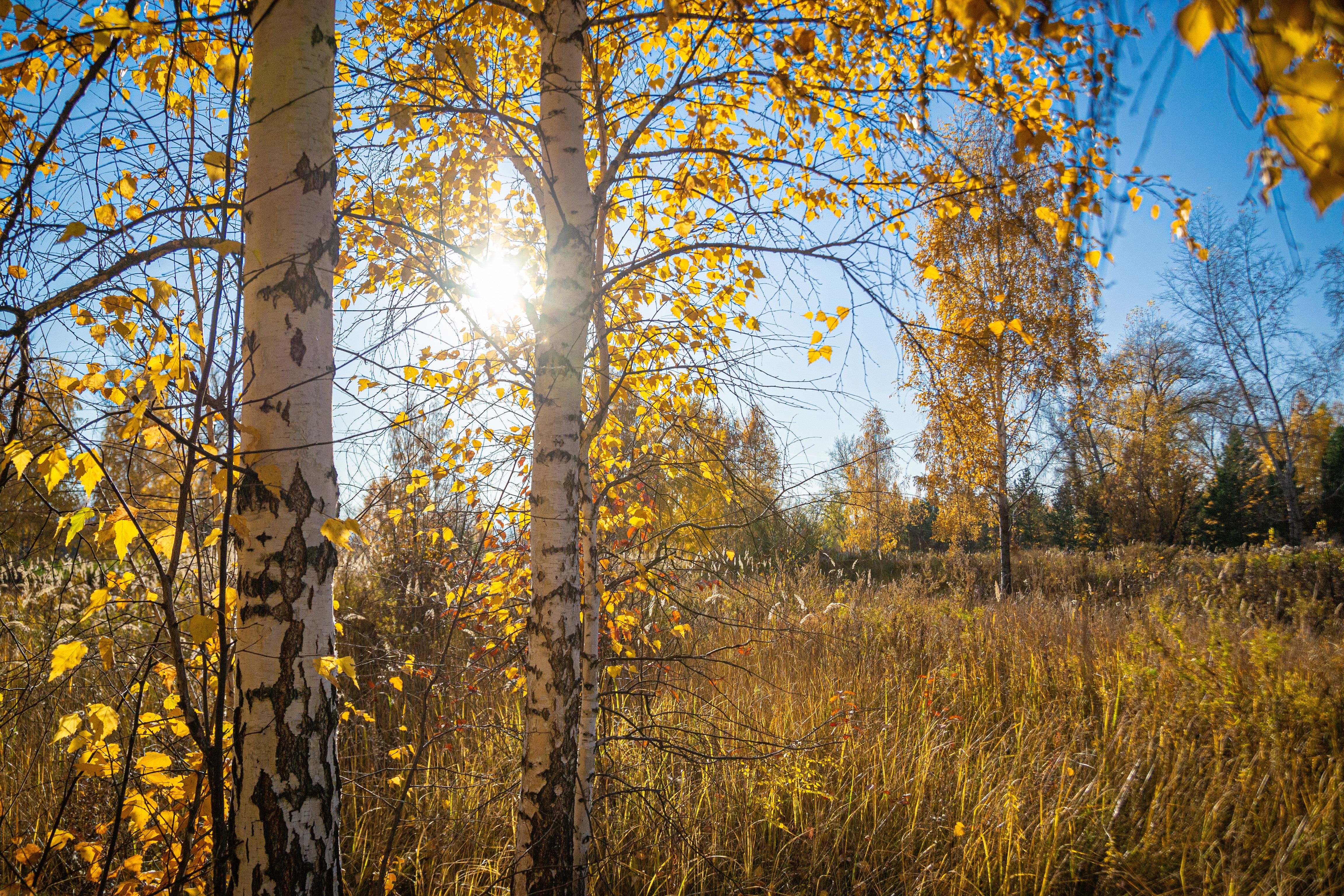 Autumn birch trees in the sun · Free Stock Photo