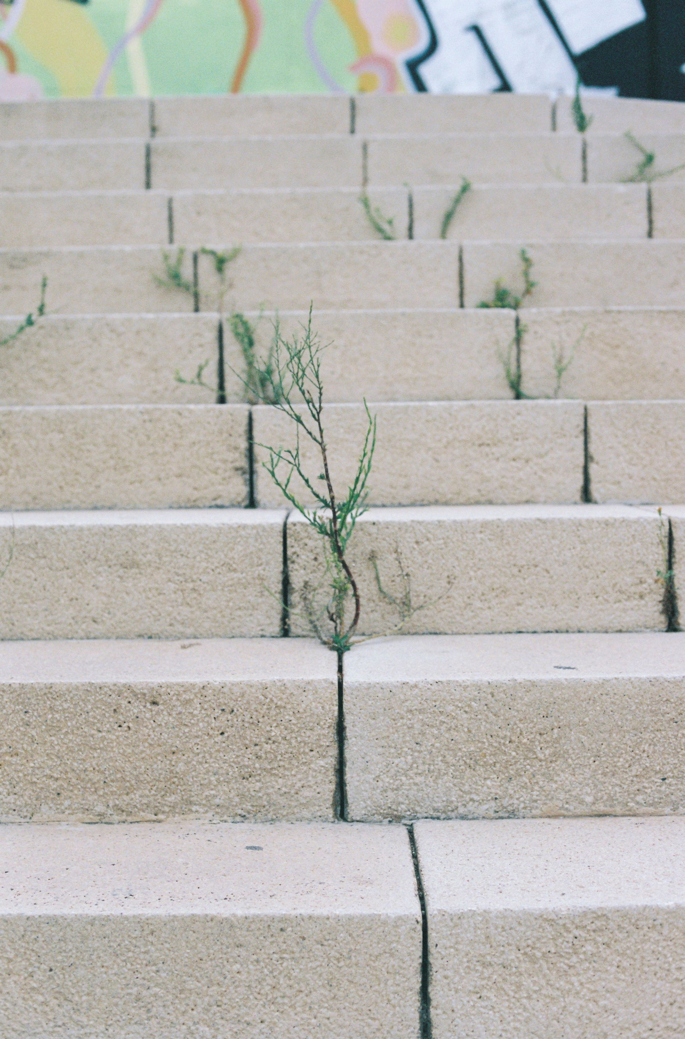 Plants Growing on Steps · Free Stock Photo